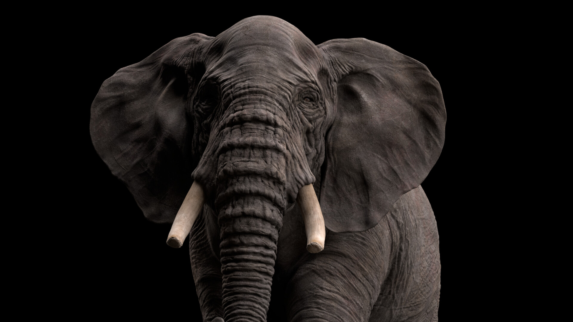 ArtStation - elephant lookdev