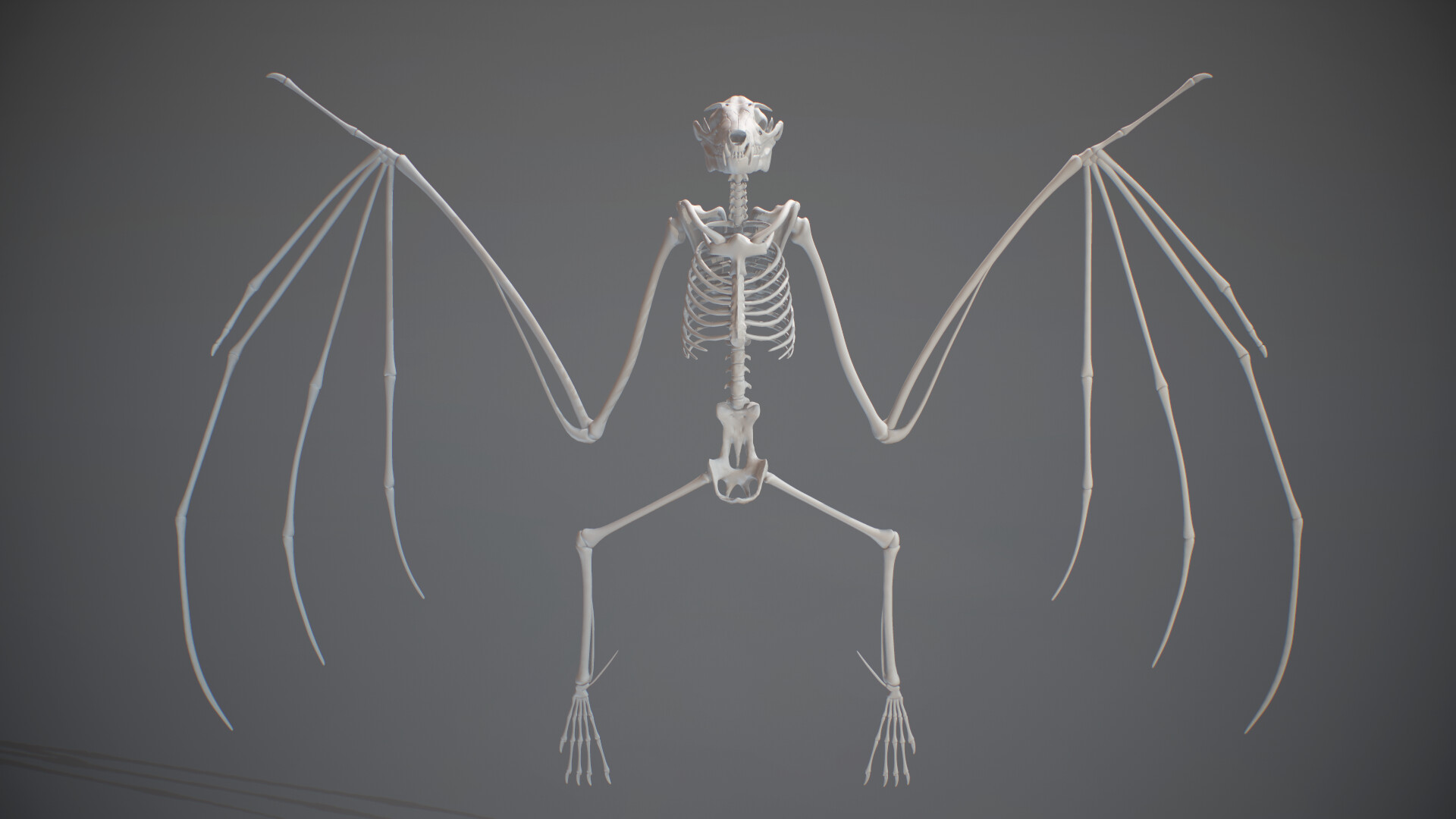 fruit bat wing skeleton