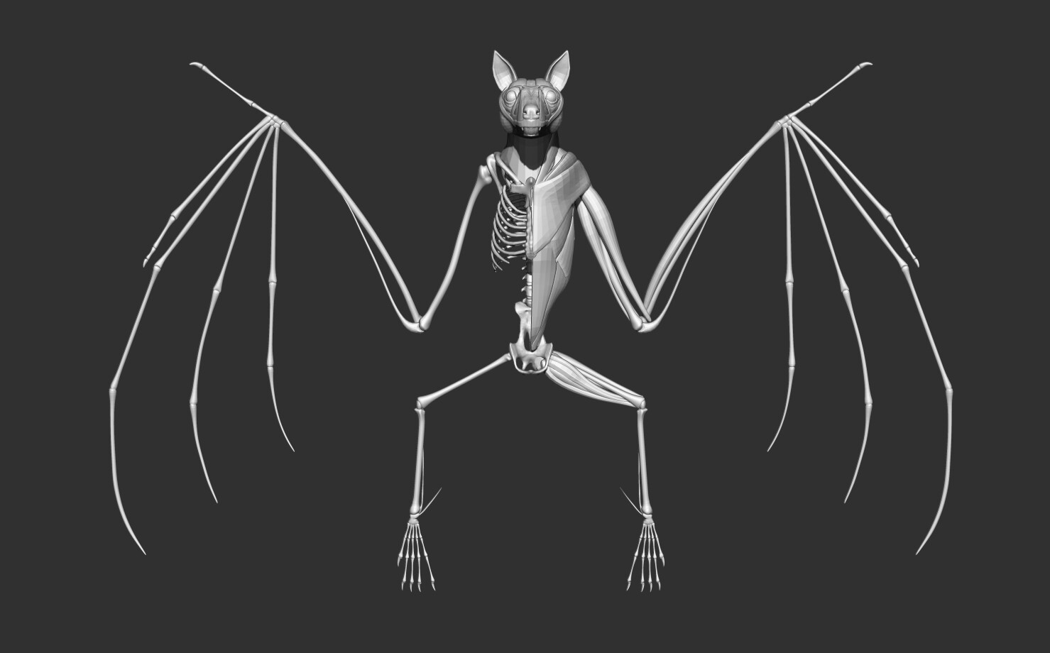 Juan Valencia - Fruit Bat Anatomy Study CGMA