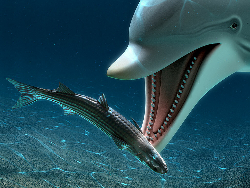 DinoReplicas - 3D Model Works - Dolphins - Underwater Hunt