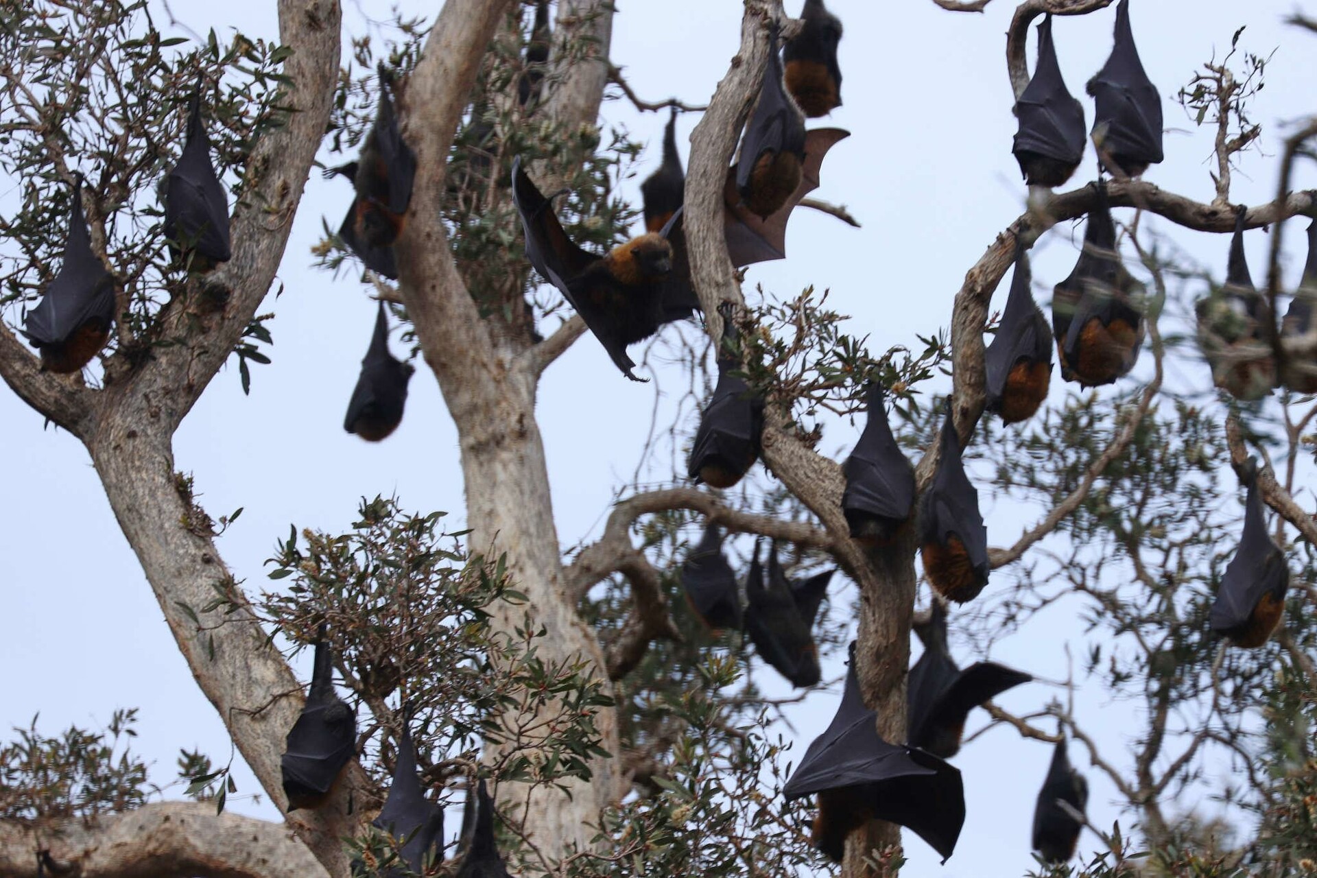 FOTOREF.COM Photo Packs - 171 photos of Flying Foxes