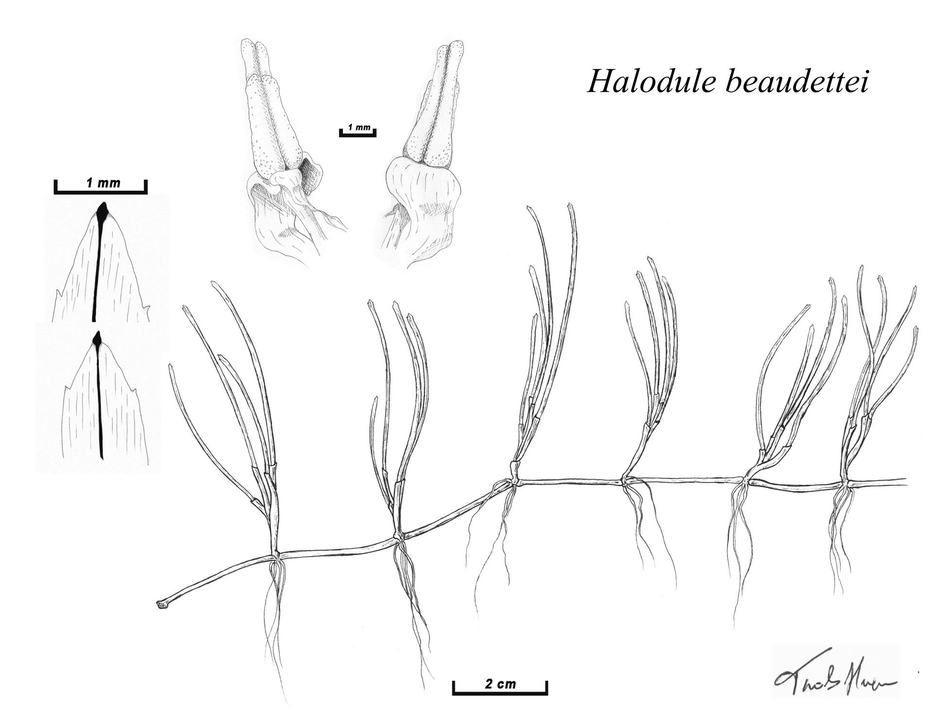 ArtStation - Halodule beaudettei