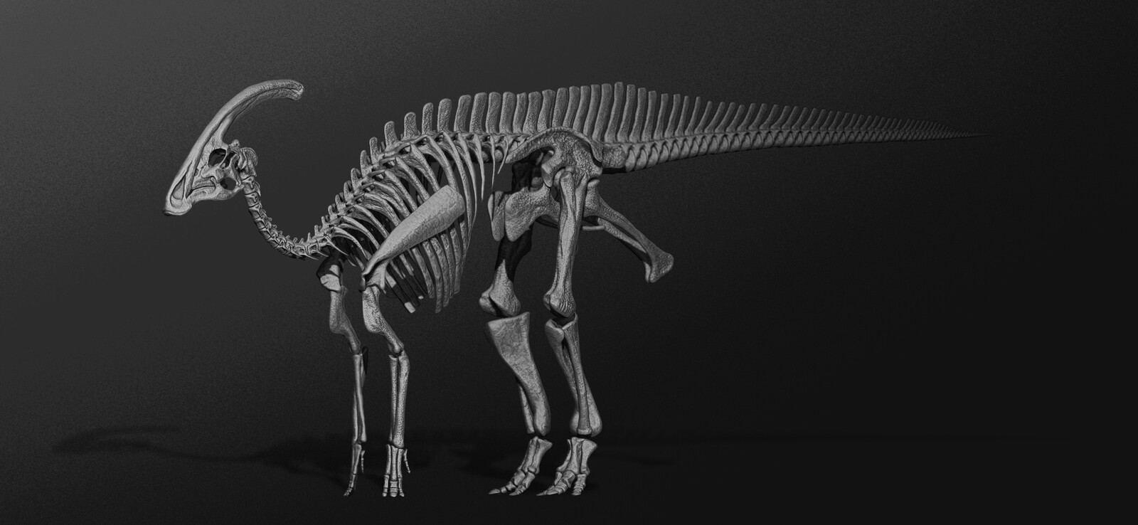 Kylie Langton - Parasaurolophus Walkeri Skeleton