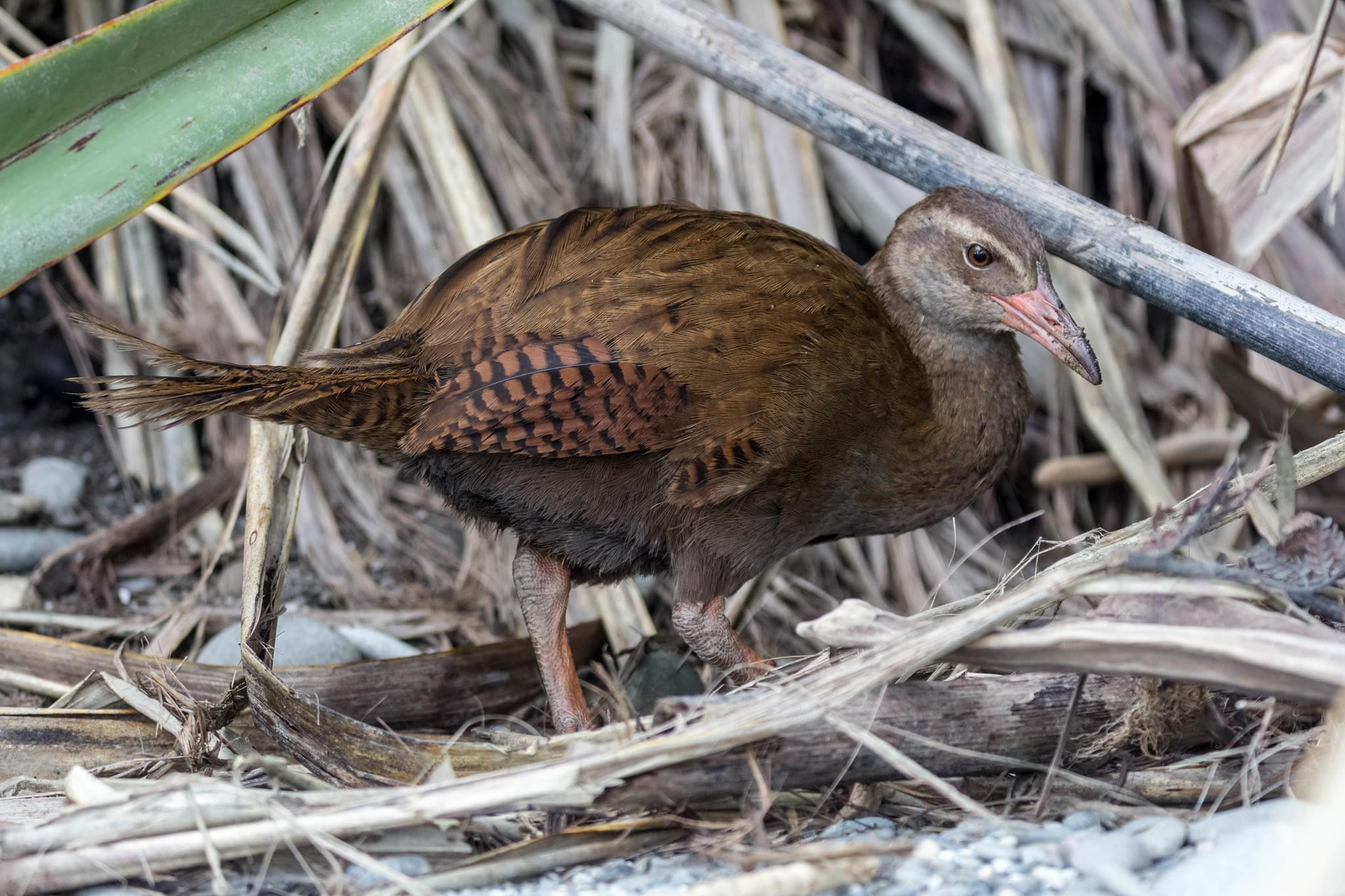 FOTOREF.COM Photo Packs - 139 photos of Weka Bird