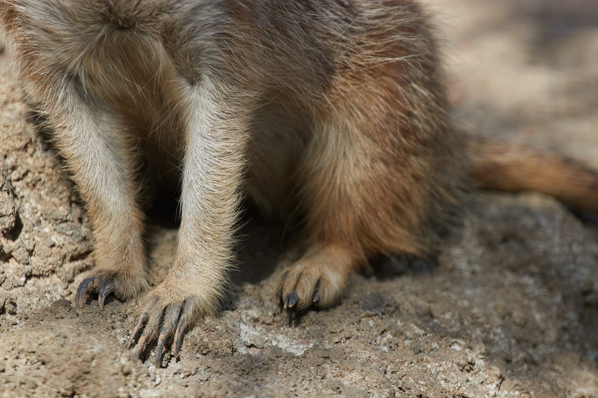 FOTOREF.COM Photo Packs - 172 photos of Meerkats