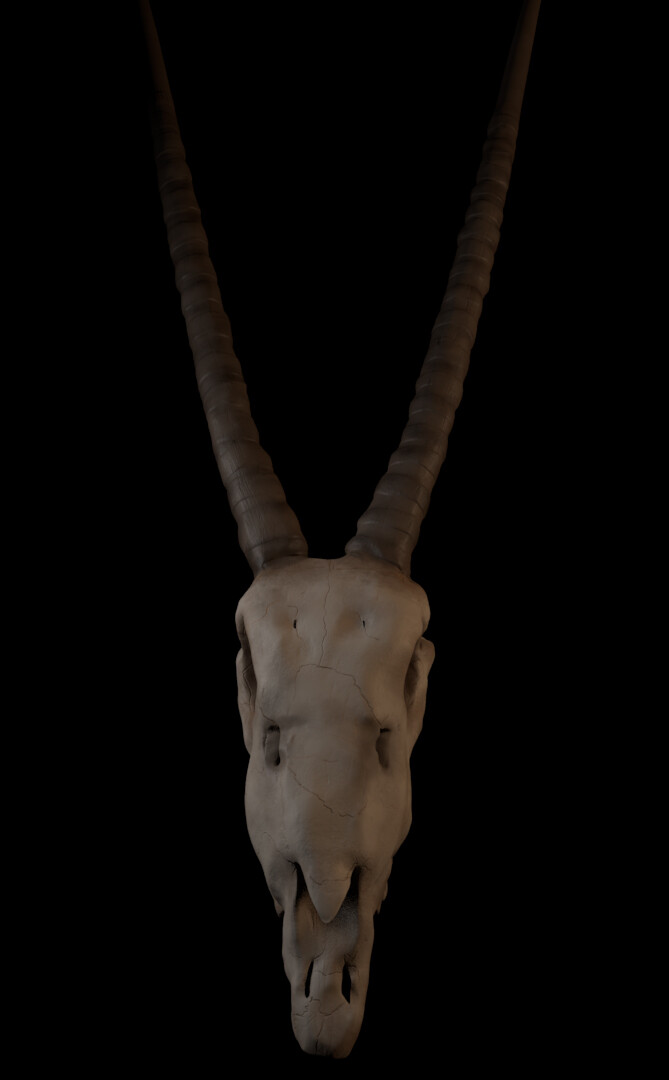 Gemsbok Skull