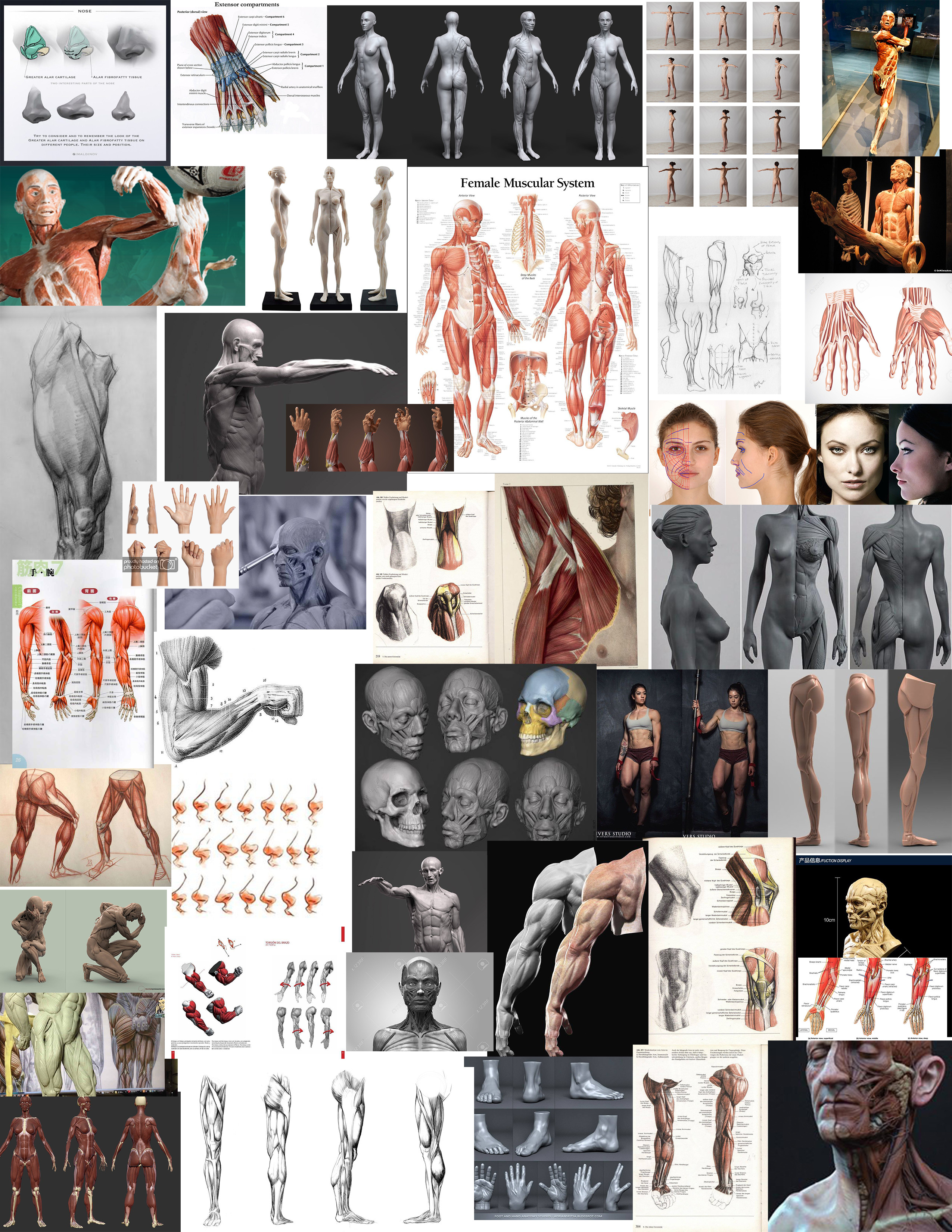 Cameron Bye - Female Muscular Anatomy - Model