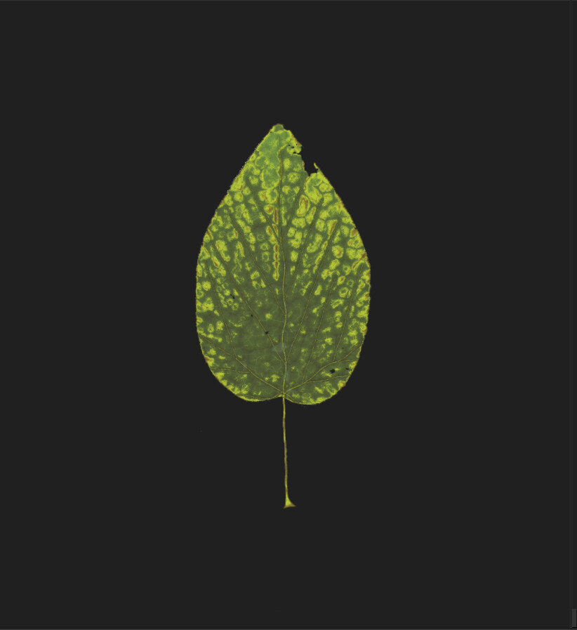 ArtStation - leaf test
