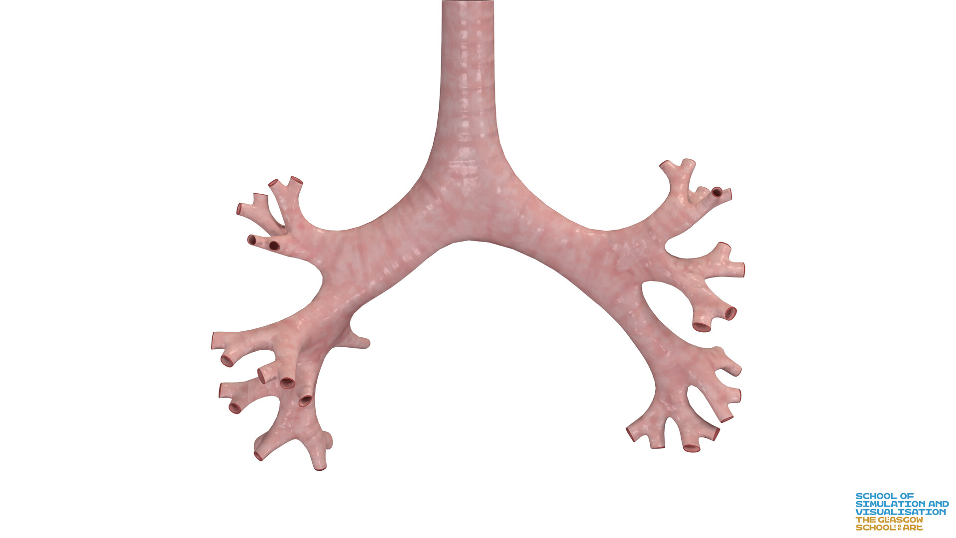 James Alexander Simpson - Lungs and Bronchial Tree (Definitive Human ...