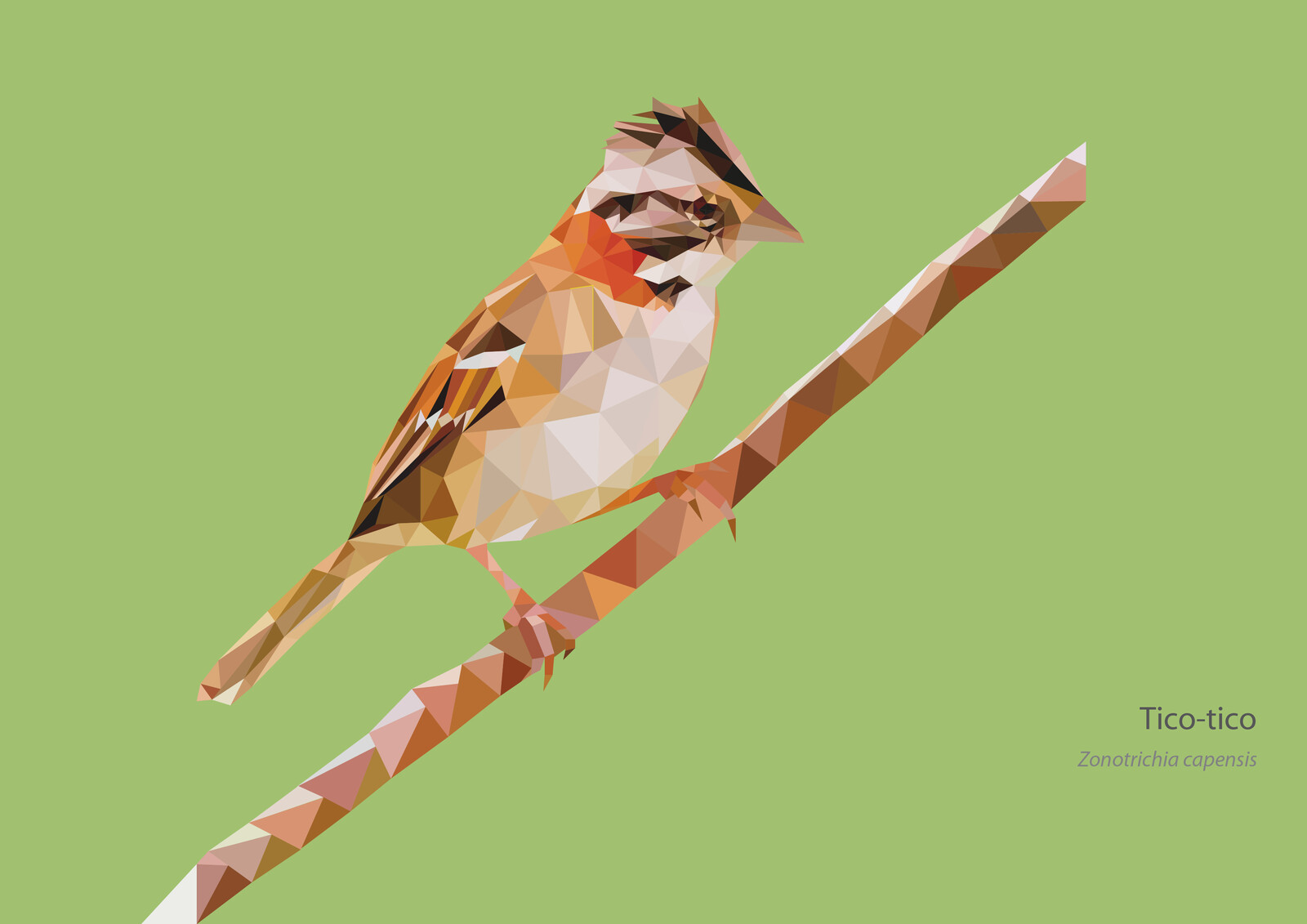 Tai Vieira - Low Poly Birds