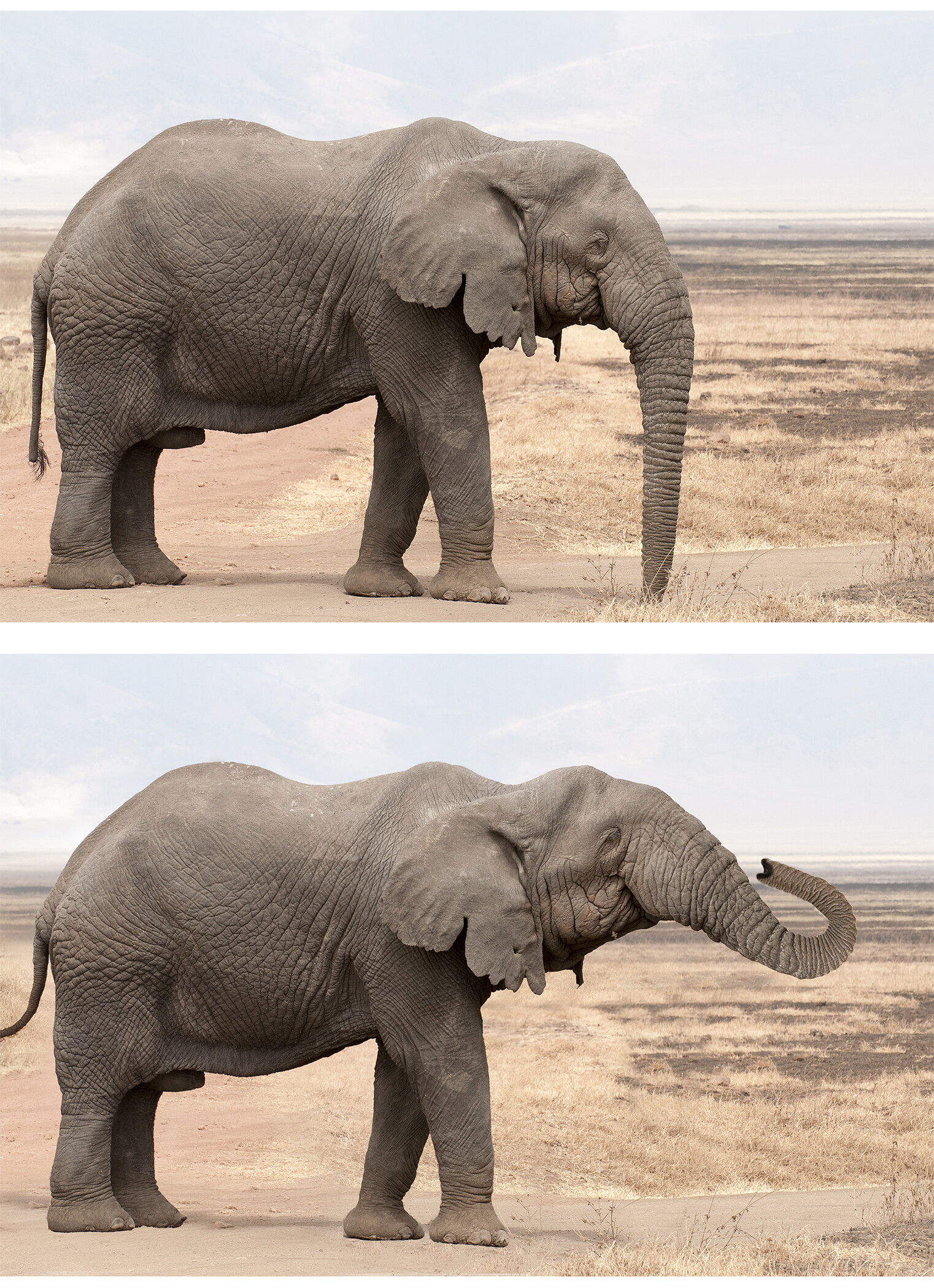 ArtStation - lifting trunks