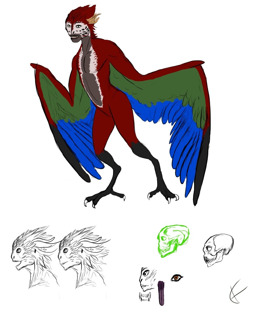 ArtStation - harpy reference sheet