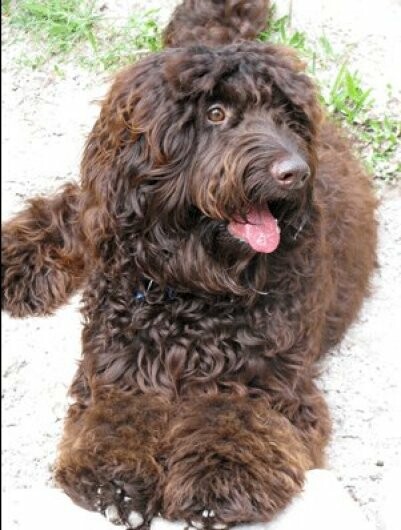 ArtStation - Toby the Labradoodle