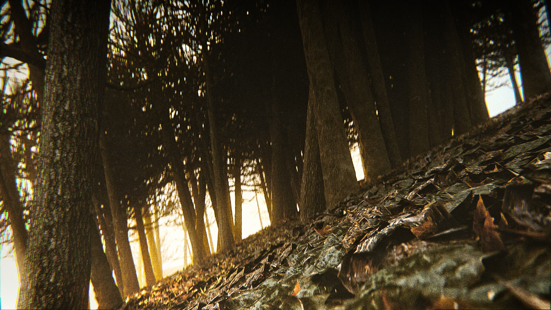 ArtStation - Forest Sunset
