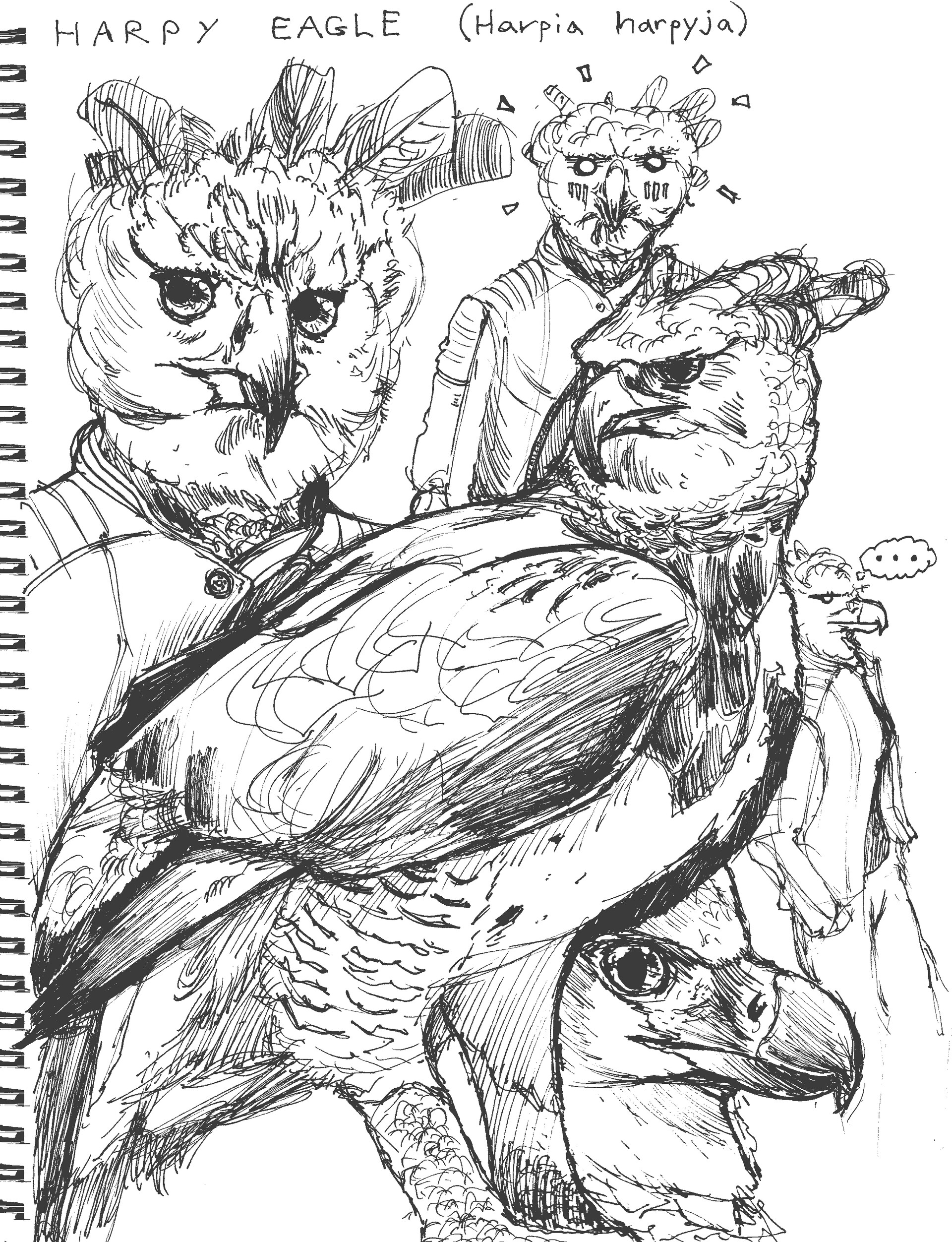 harpy eagle colouring