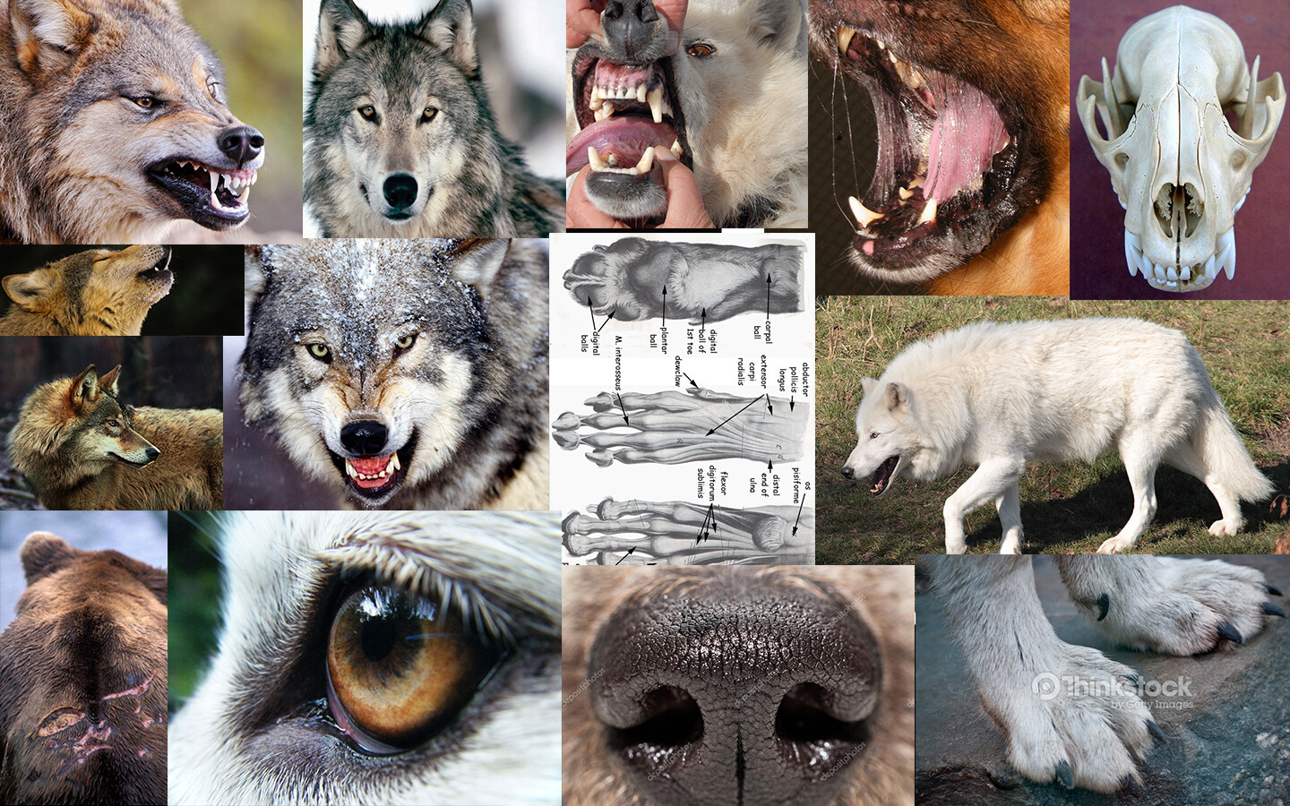 Mehdi Rahif - The Ire Of Fenrir - Norse Mythology