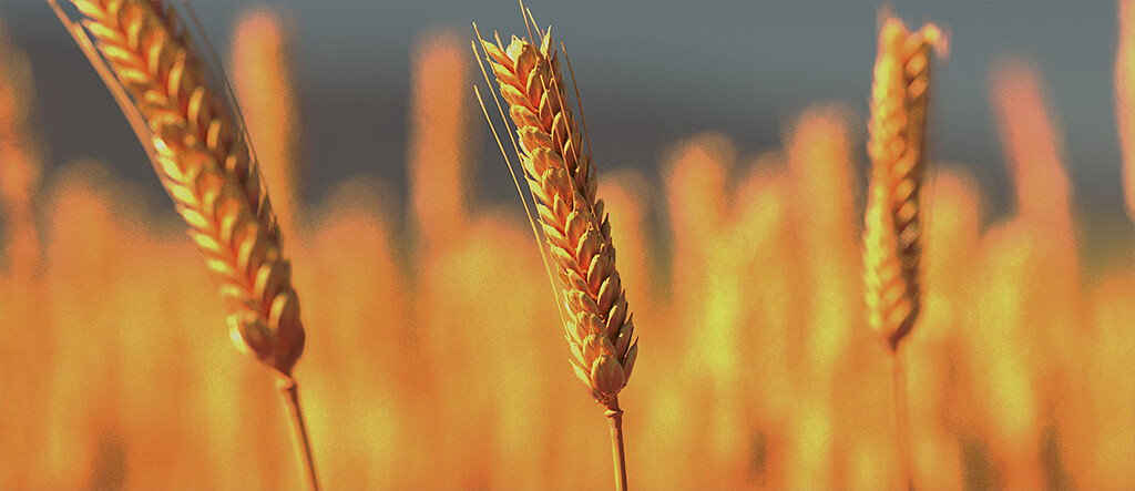 ArtStation - Wheat