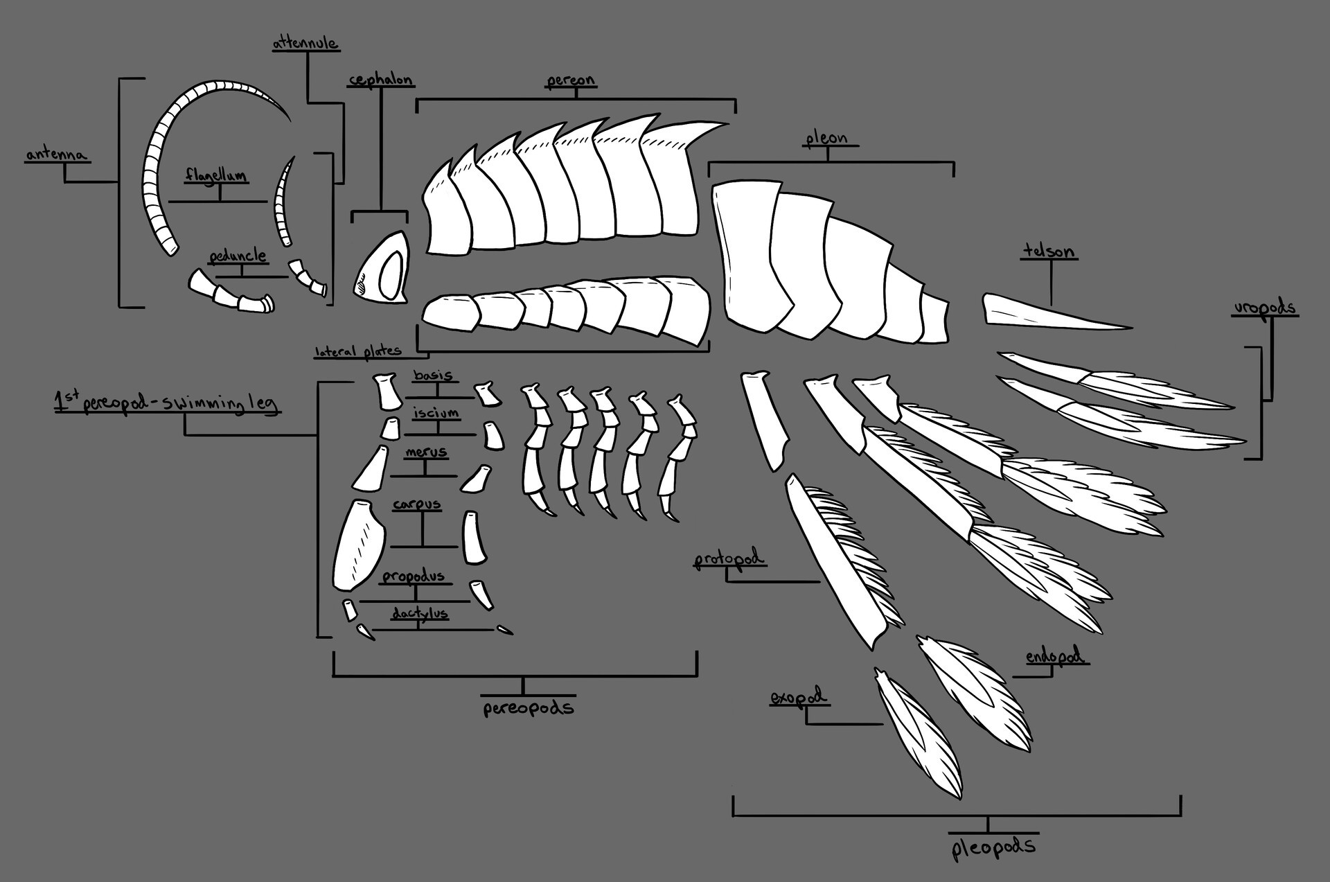 Laura Weimer - Imaginary Isopod Anatomy Breakdown