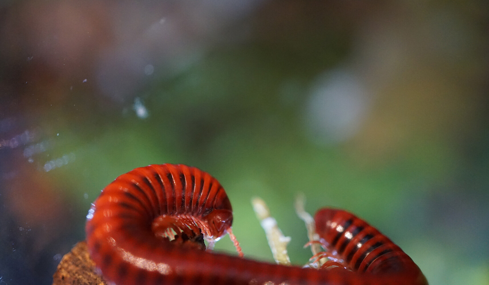 Trilobite - Centrobolus splendidus