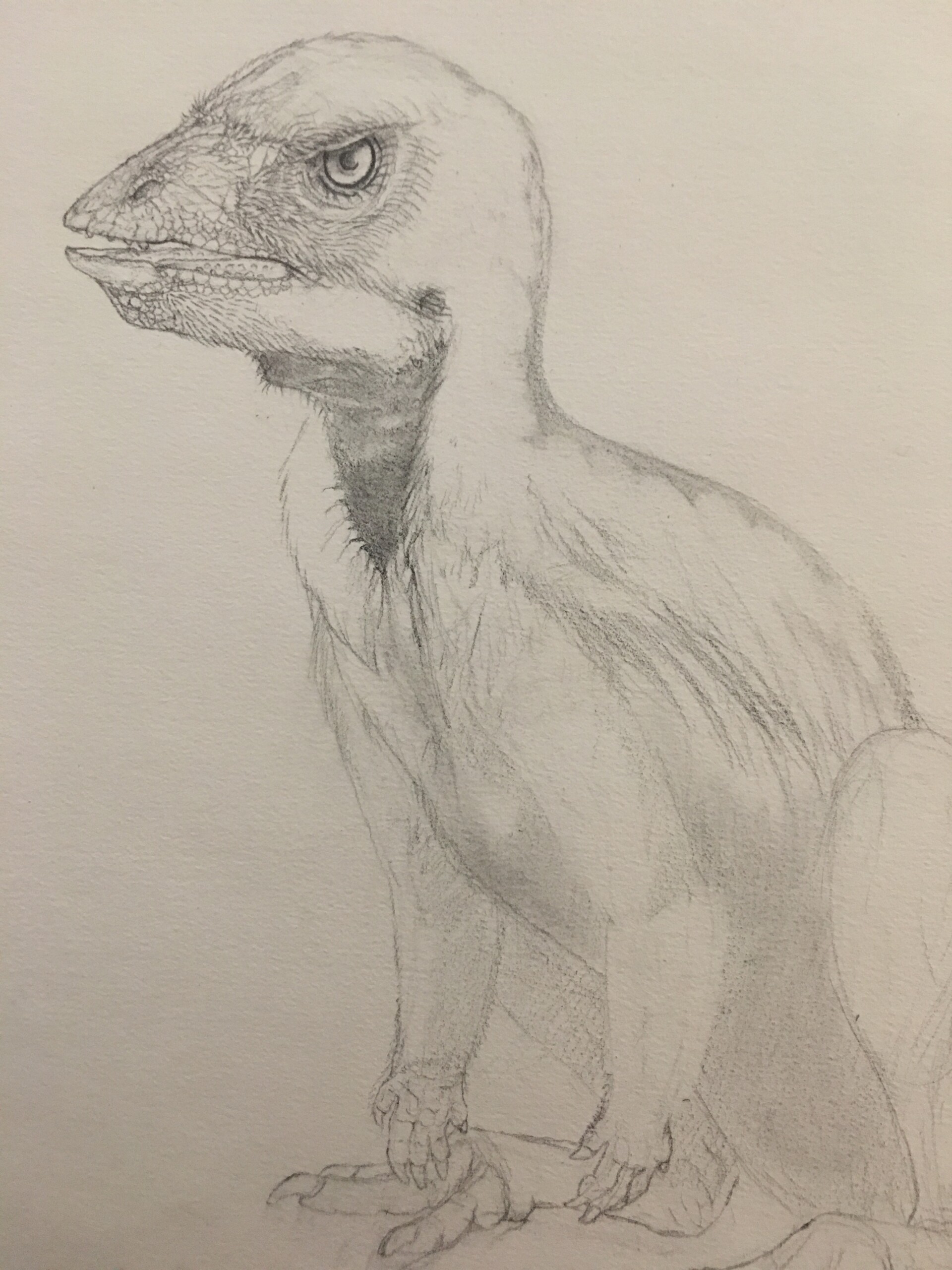 Oryctodromeus Cubicularis