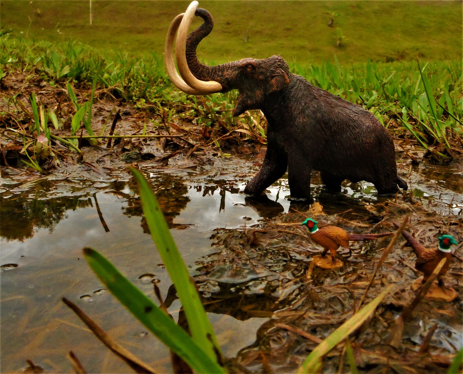 Jose R. Vazquez Rodriguez - Steppe mammoth [Mammuthus trogontherii]