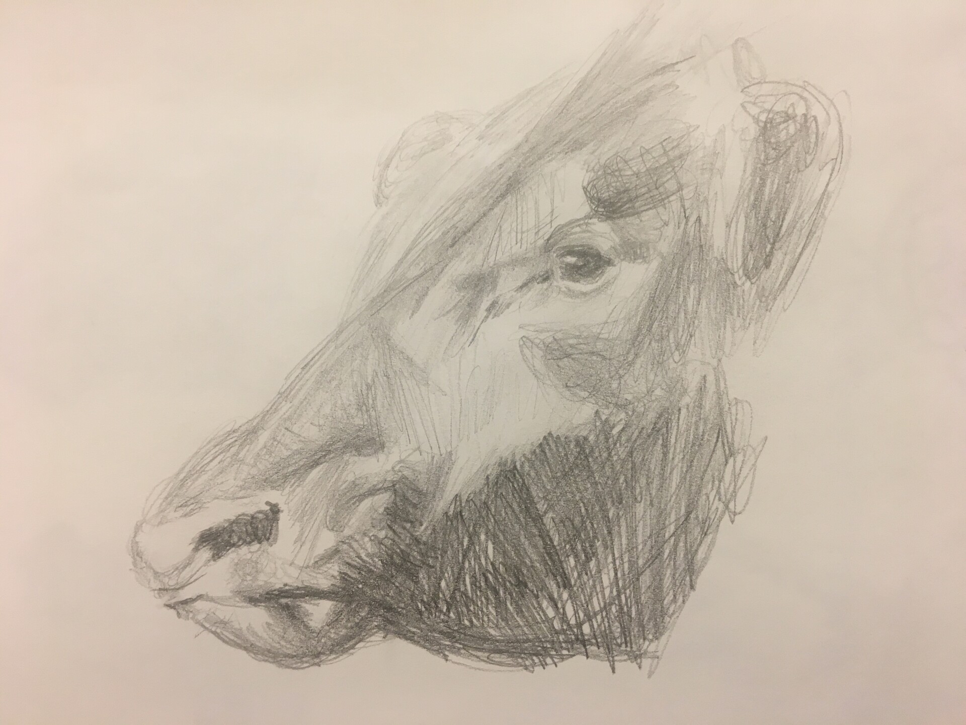 ArtStation - Cow Head Study