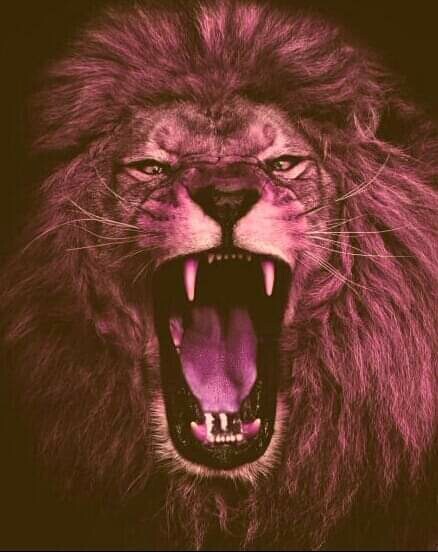 ArtStation - Lol leo