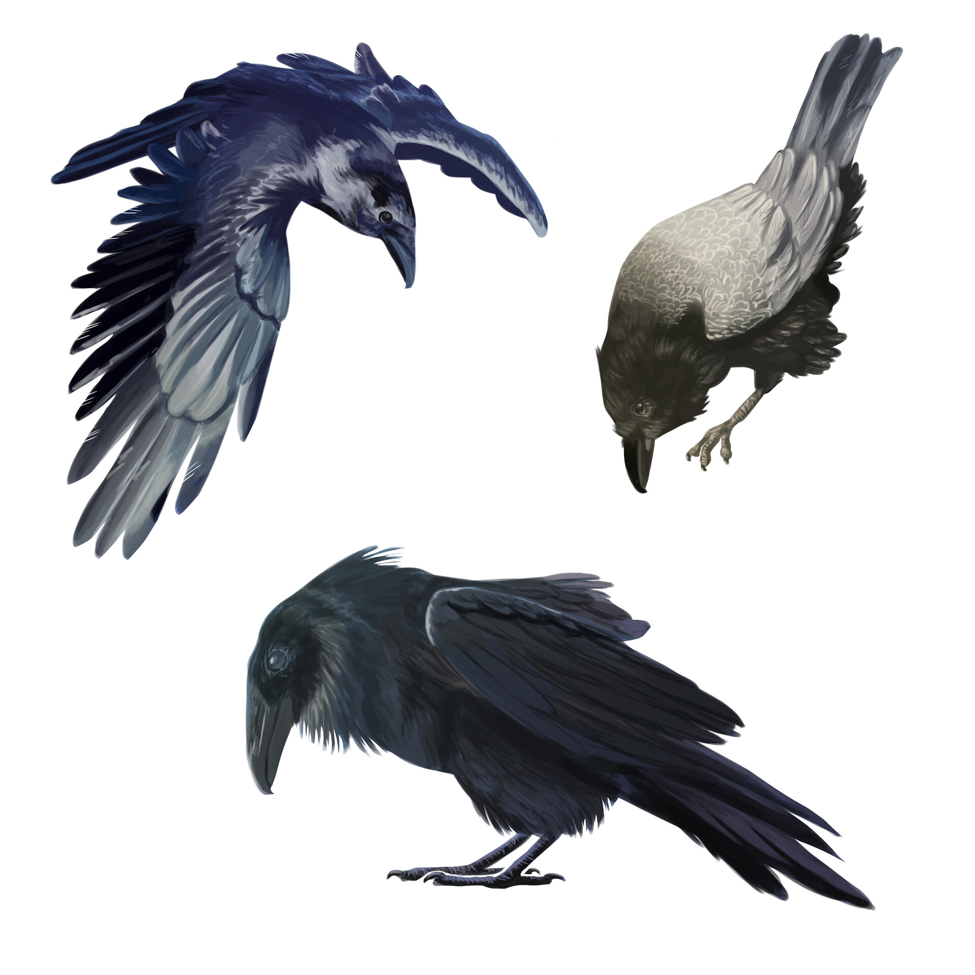ArtStation - Raven Study