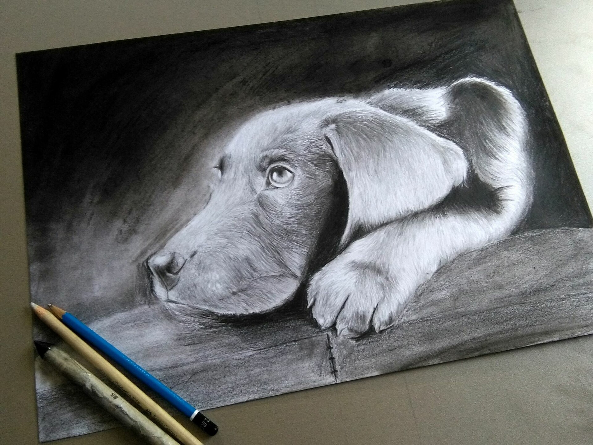 ArtStation - Dog drawing
