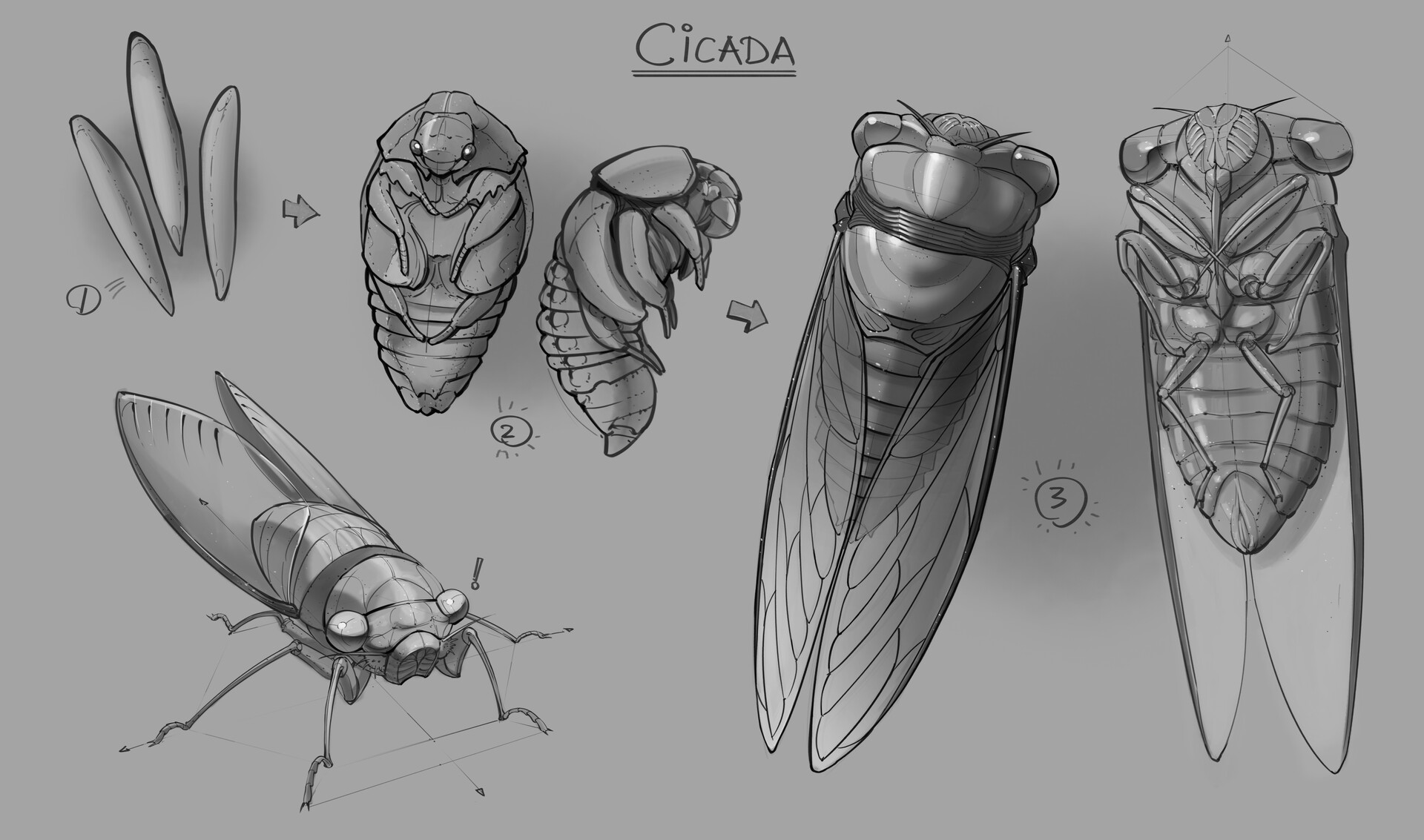 ArtStation - Sketch Cicada