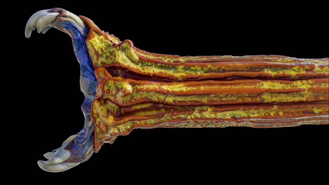 Mauricio Ruiz Design - To The Spawning Grounds Of The Grand Basin ...