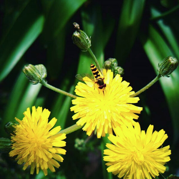 ArtStation - macro de un sangano