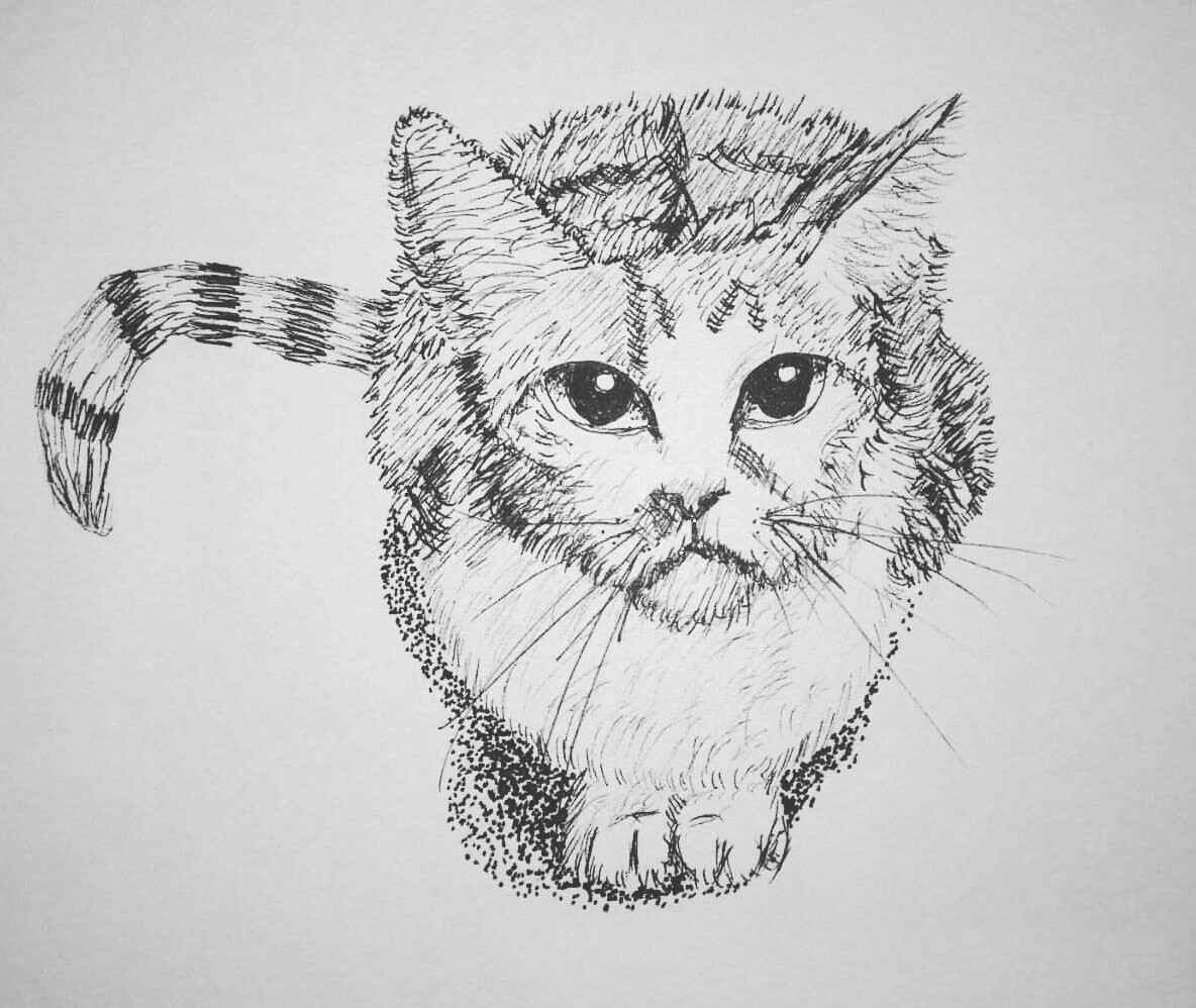ArtStation - Nacho the cat