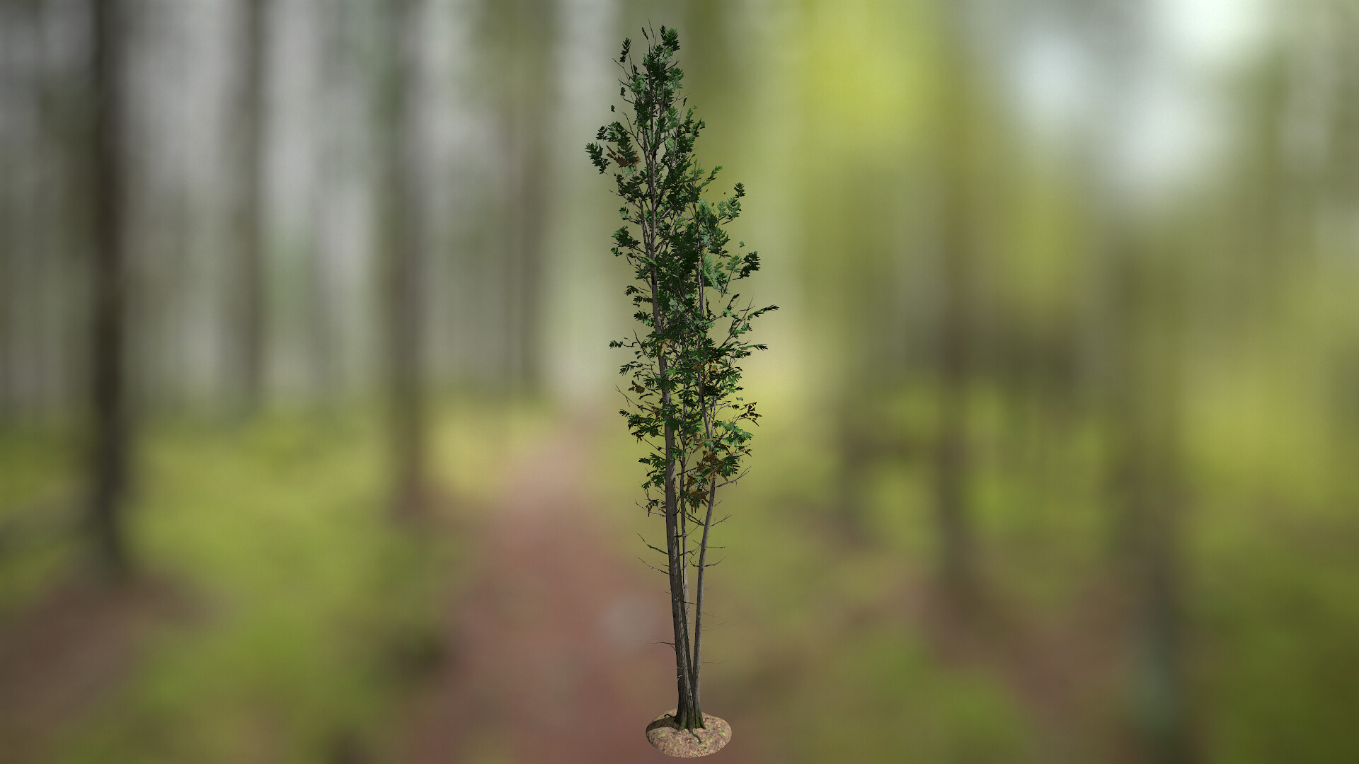 ArtStation - Cedar Trees