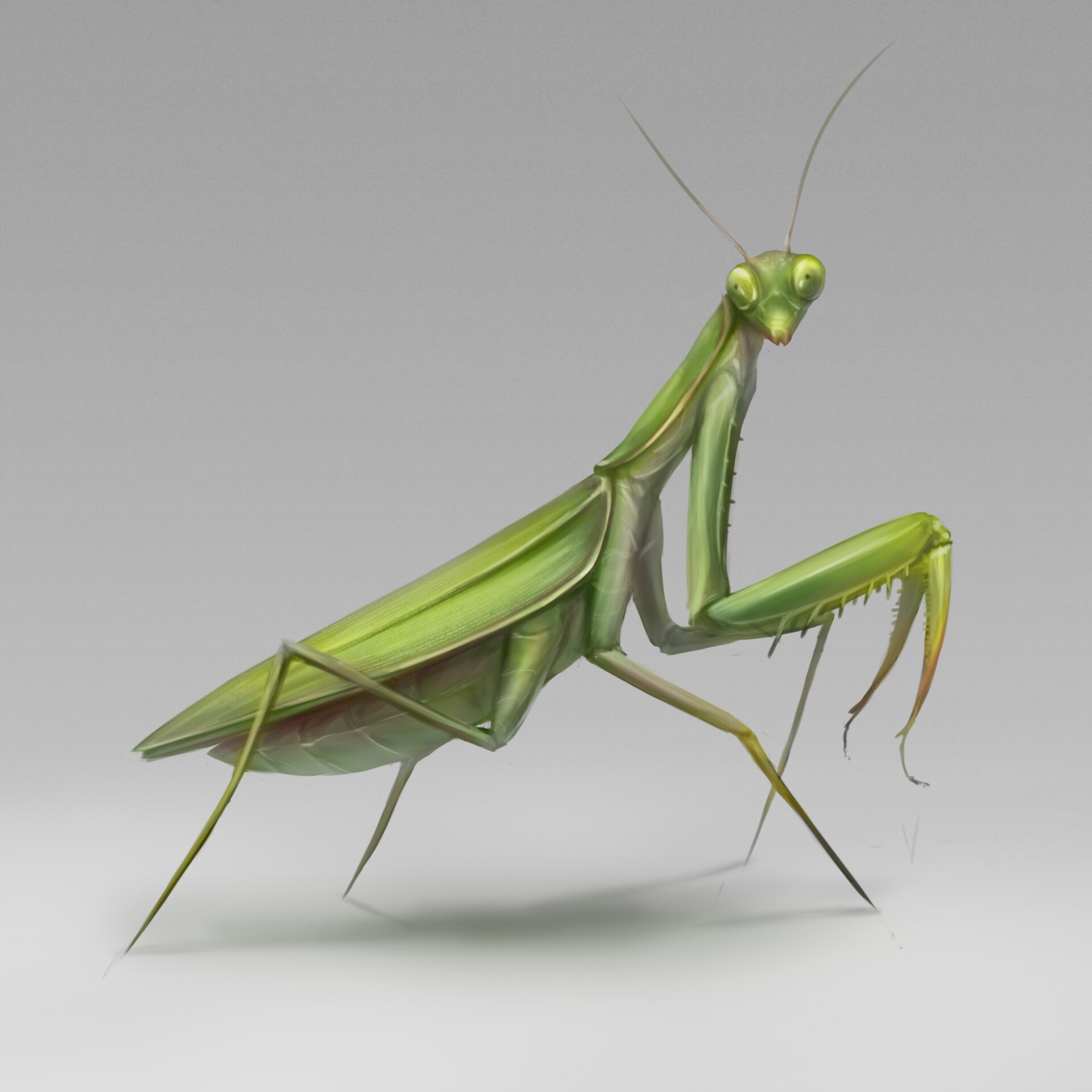 ArtStation - Insects