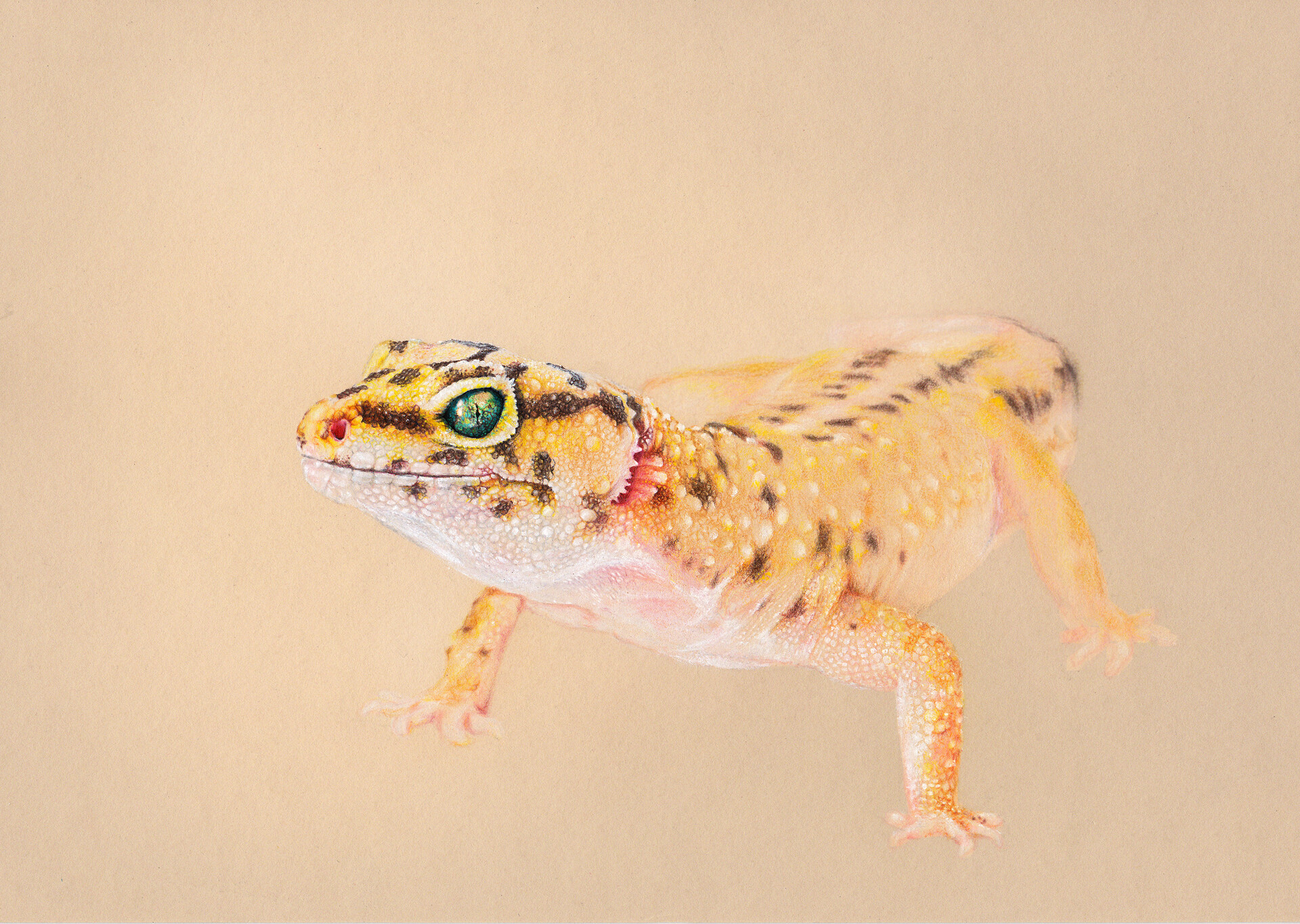 ArtStation - "Gecko"