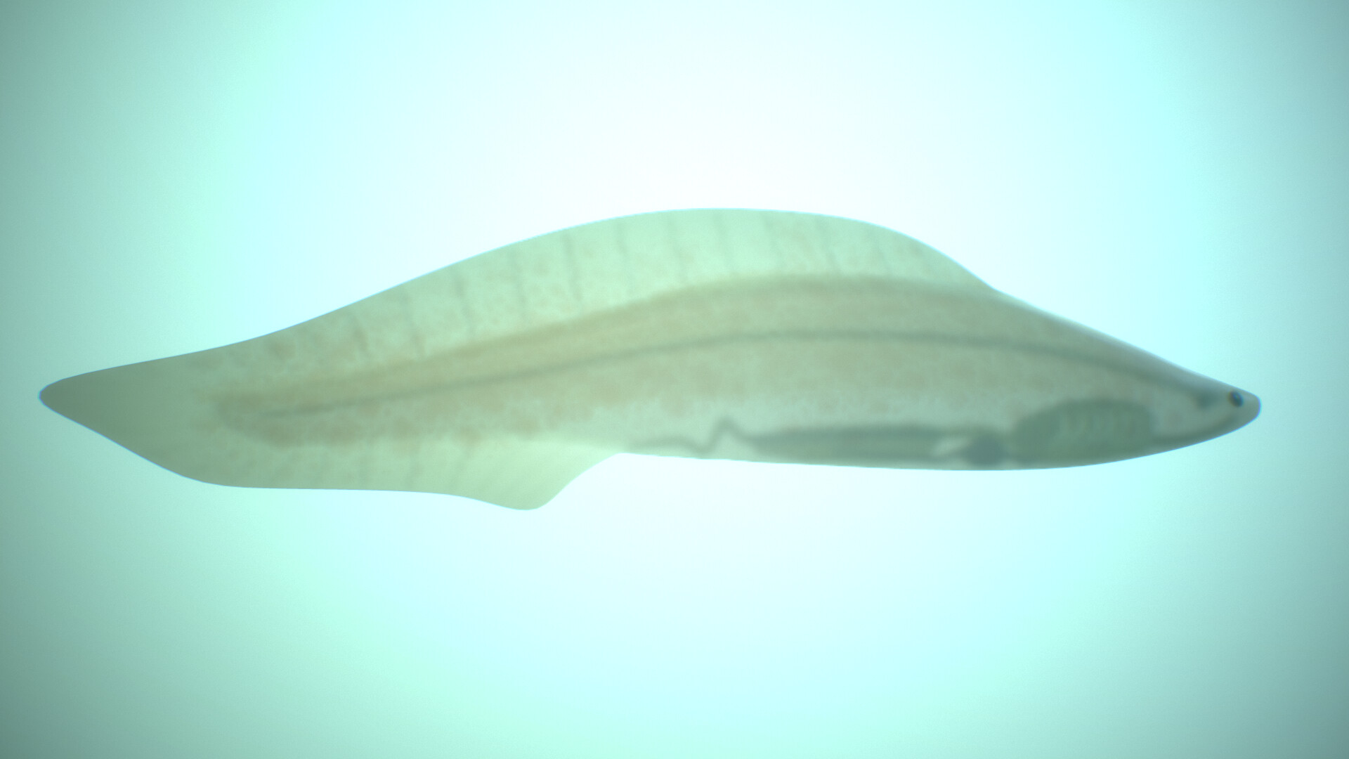 Haikouichthys