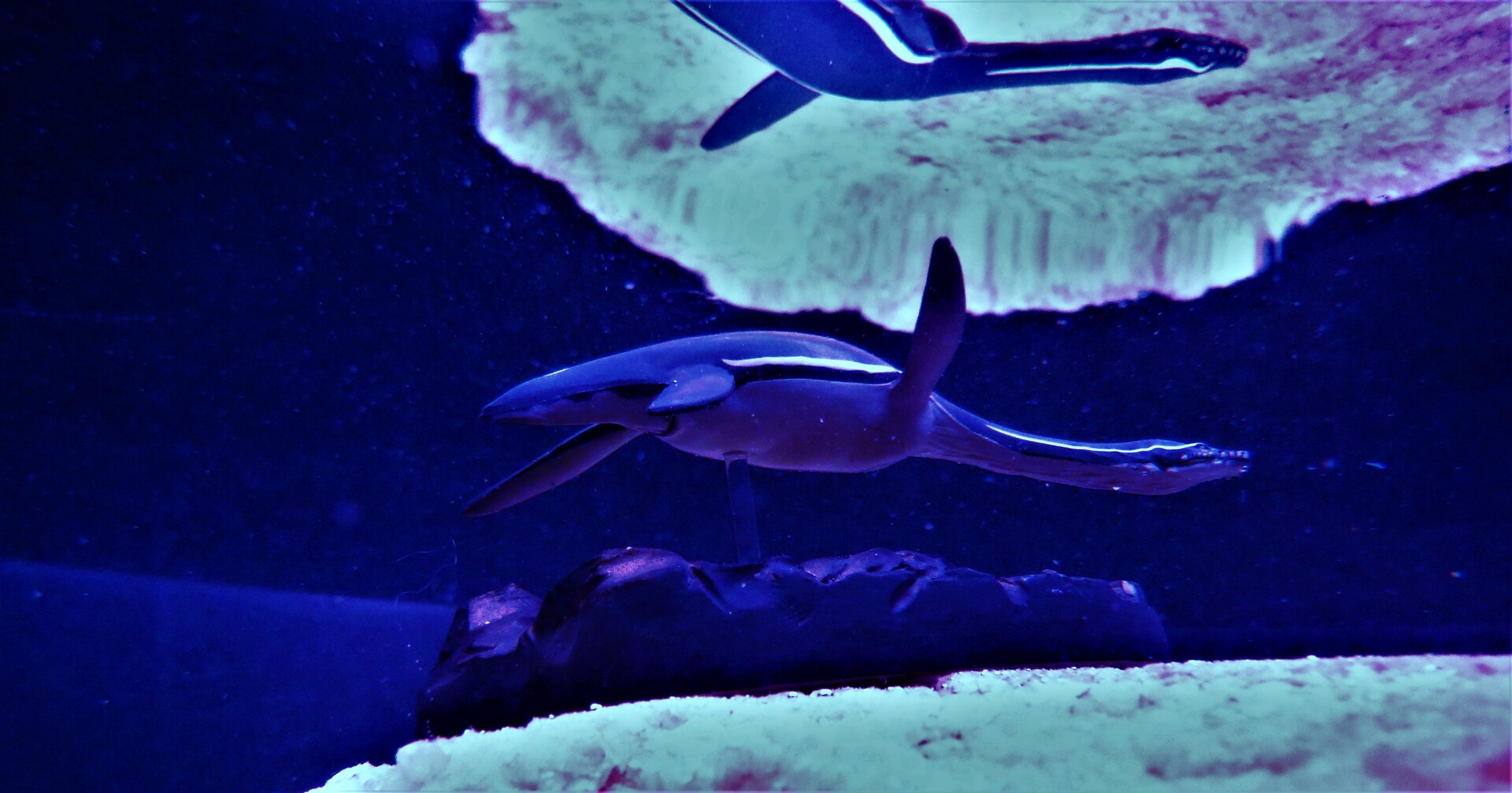 ArtStation - Plesiosaurus