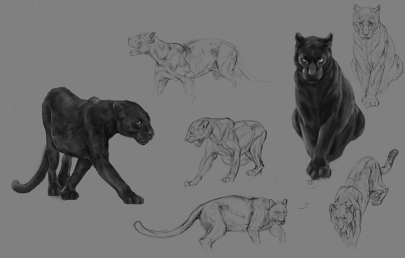 panther drawing reference
