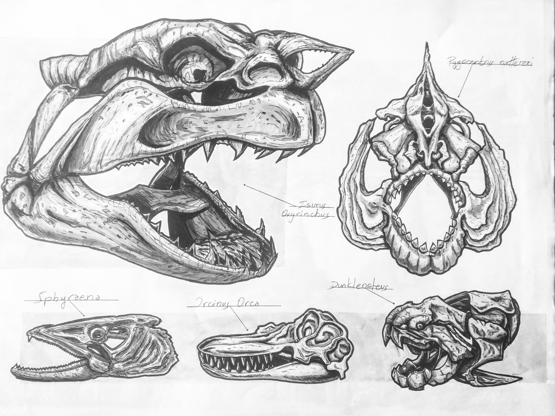 ArtStation - Aquatic Animals Skulls