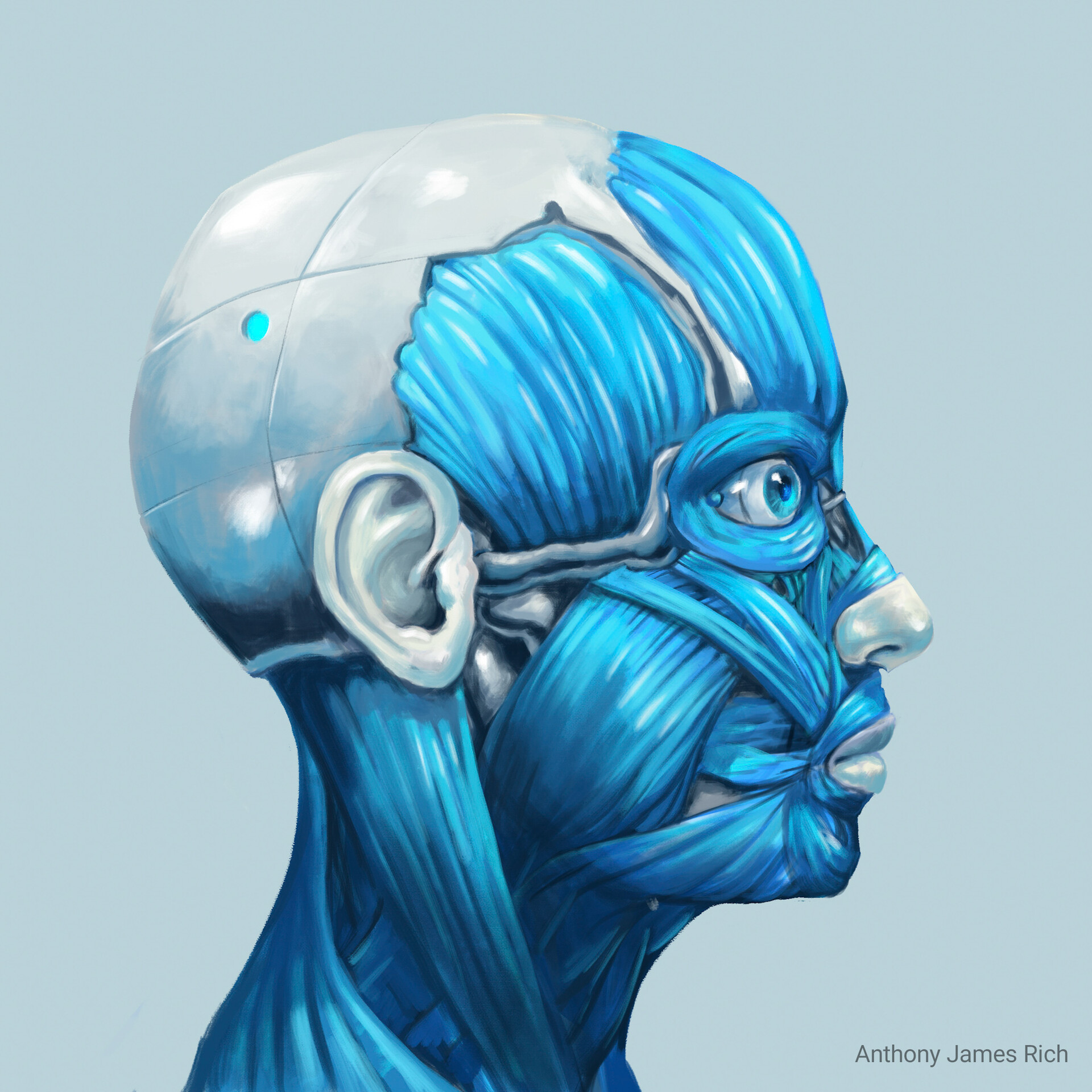 ArtStation - Android Facial Musculature