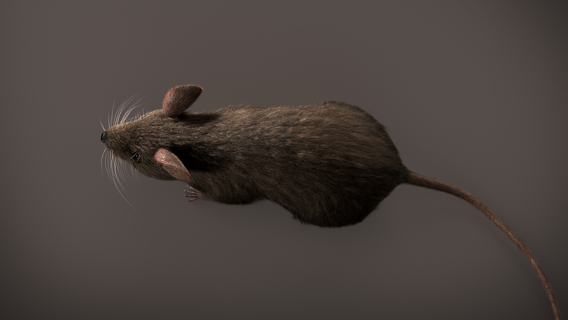 ArtStation - Rat ( Hair and Fur)