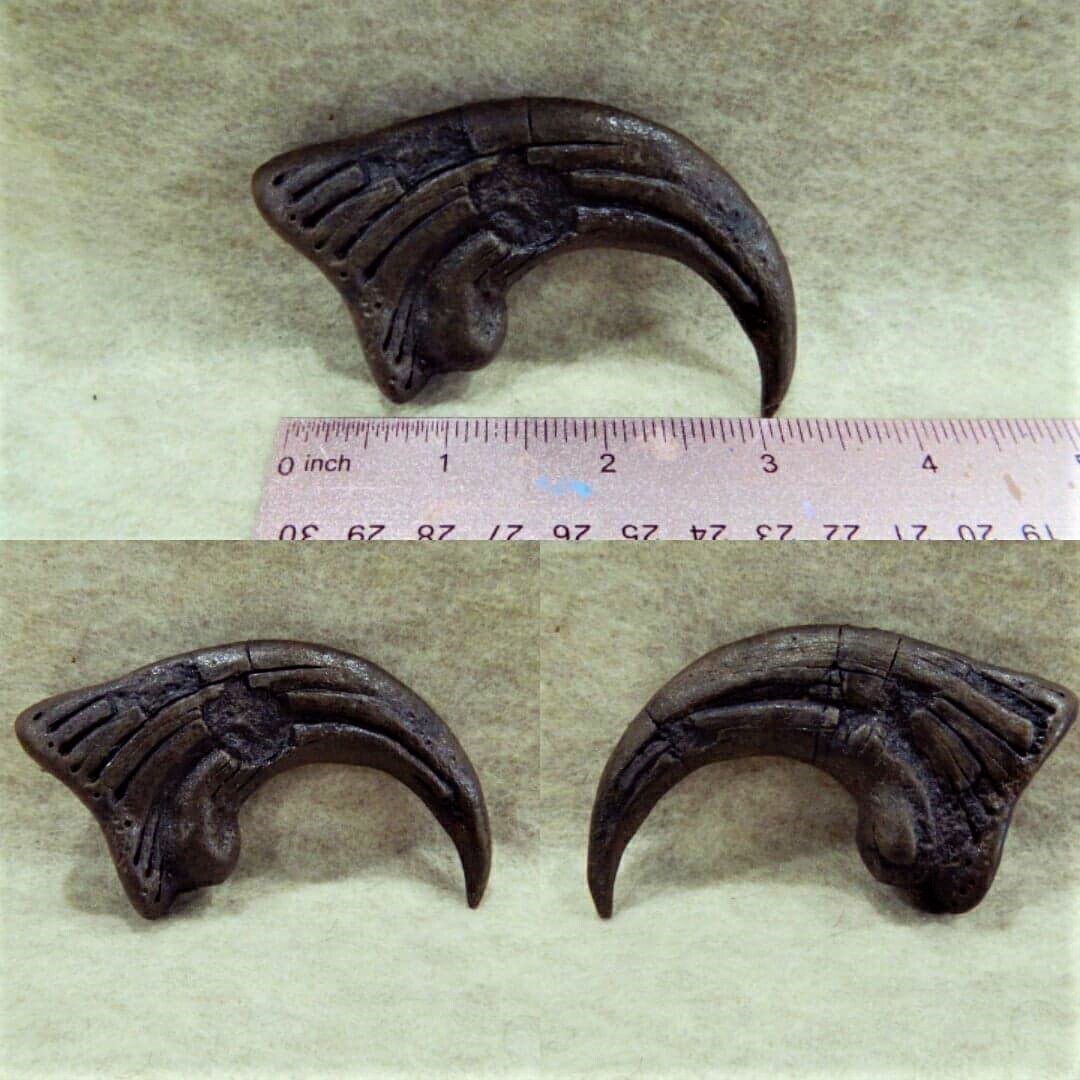 deinonychus claw