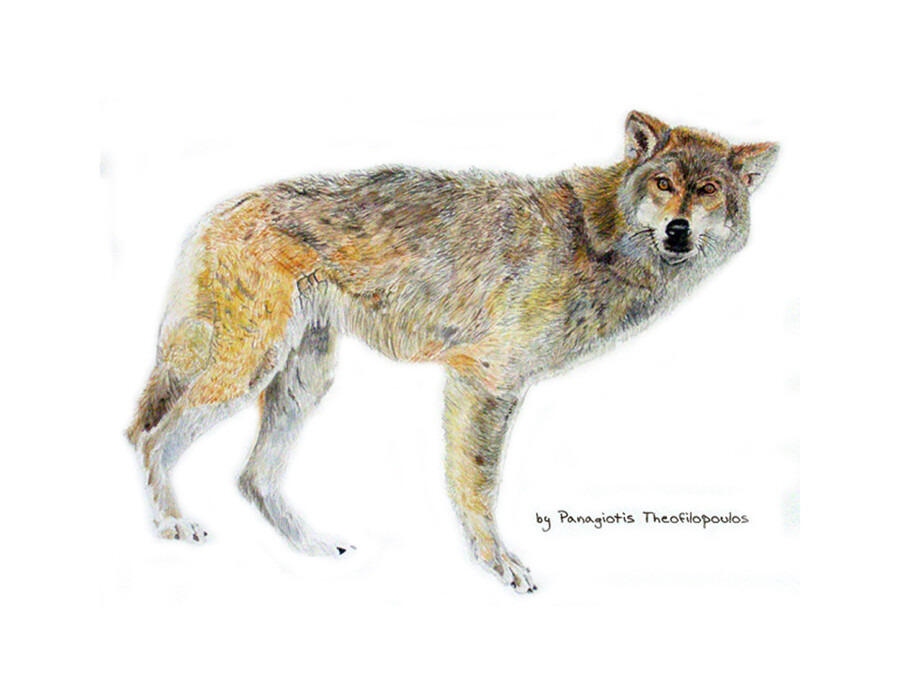 ArtStation - Wolf - Handmade Illustration