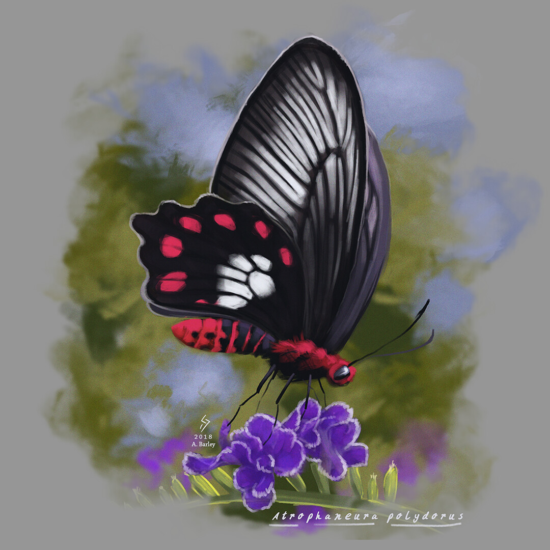 Alex Barley - Lovely Lepidopterans