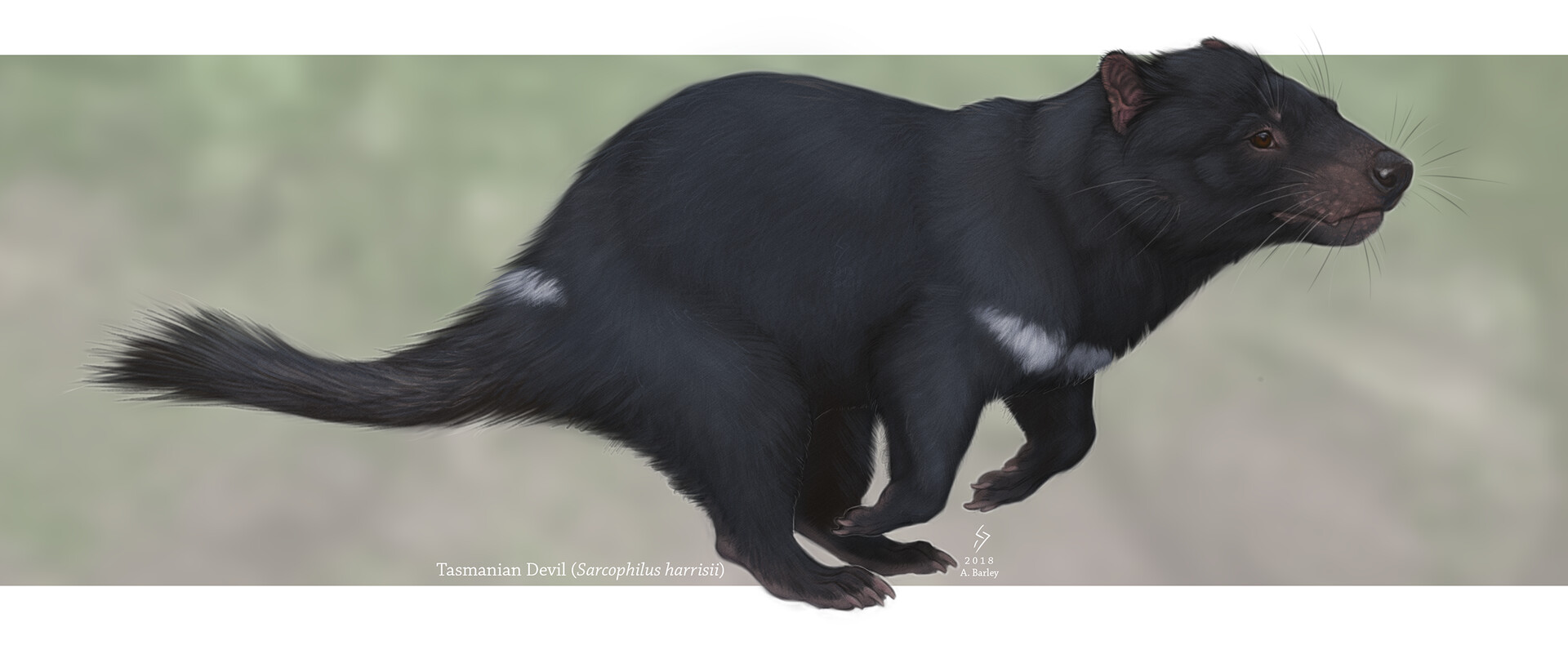 Alex Barley - Tasmanian Devil