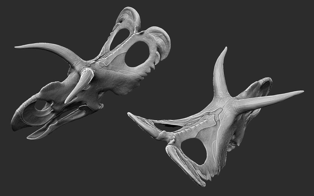 Medusaceratops Skeleton