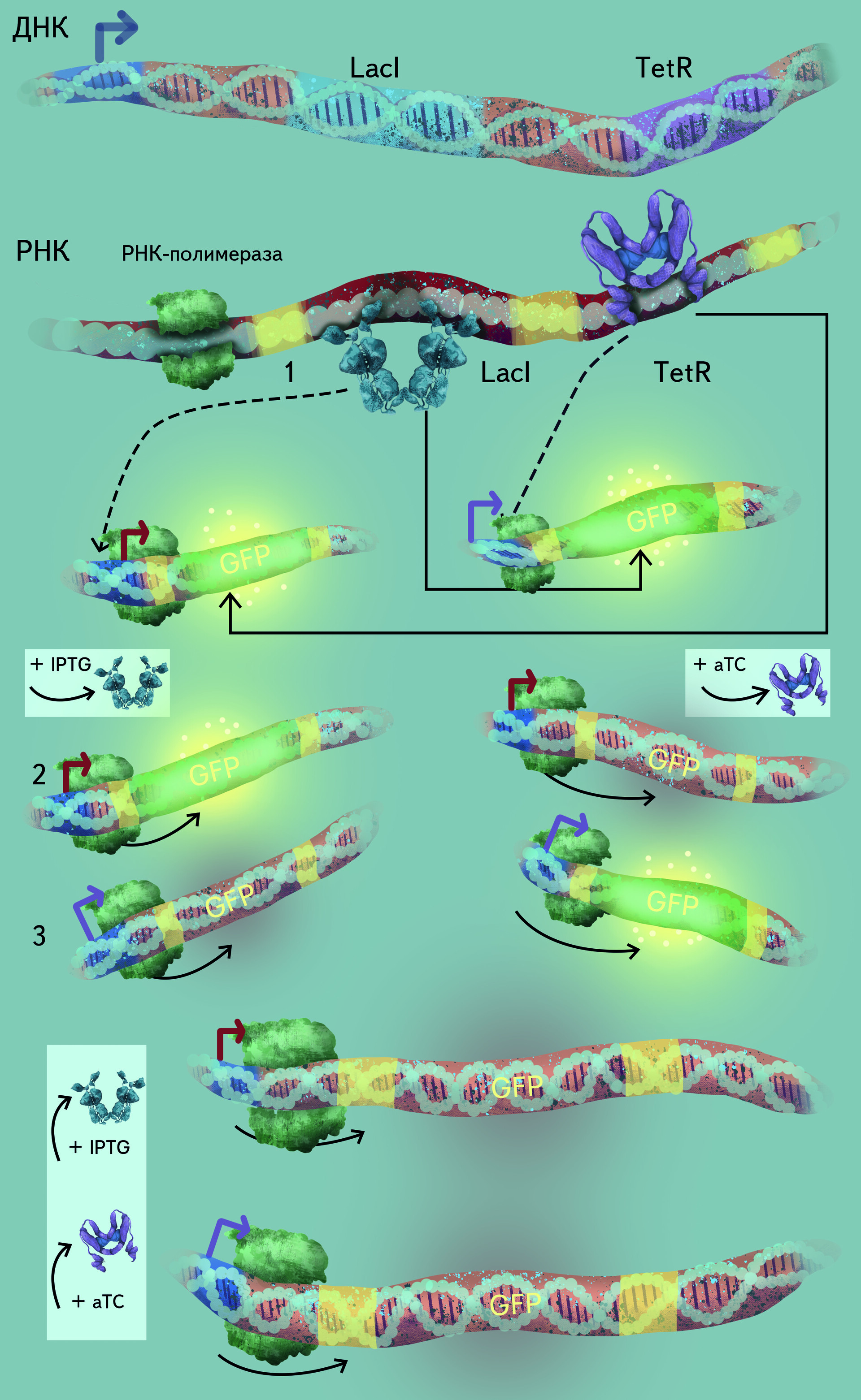 ArtStation - Regulation some locus gene with 2 ways