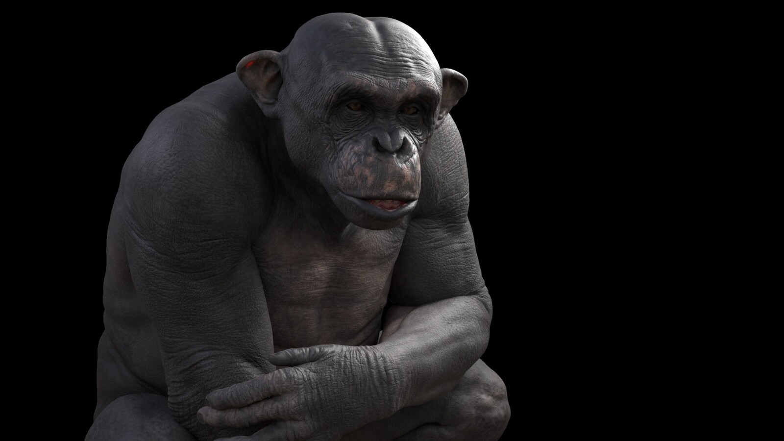 Aritz Basauri - Chimp