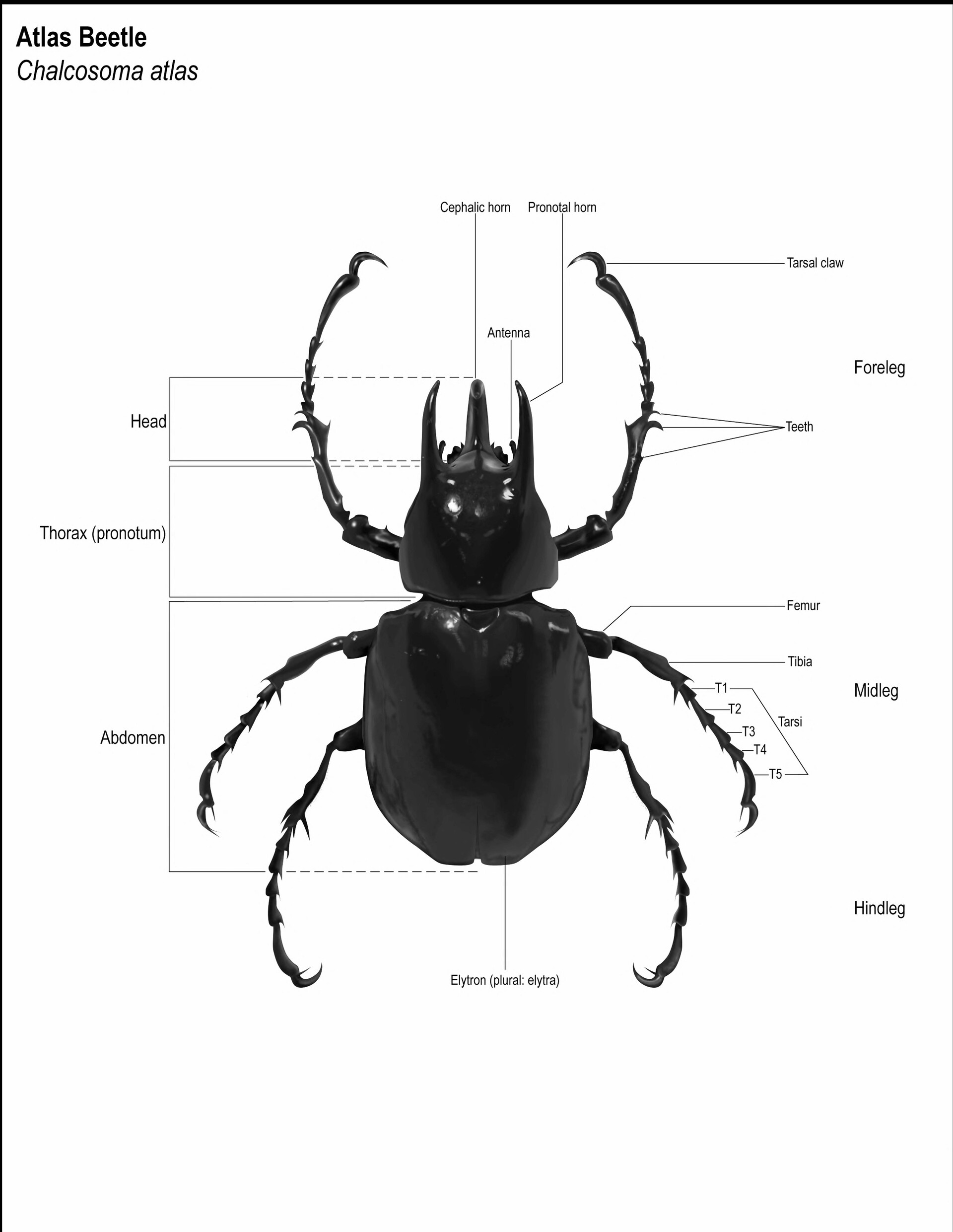 ArtStation - Atlas Beetle (Chalcosoma atlas)